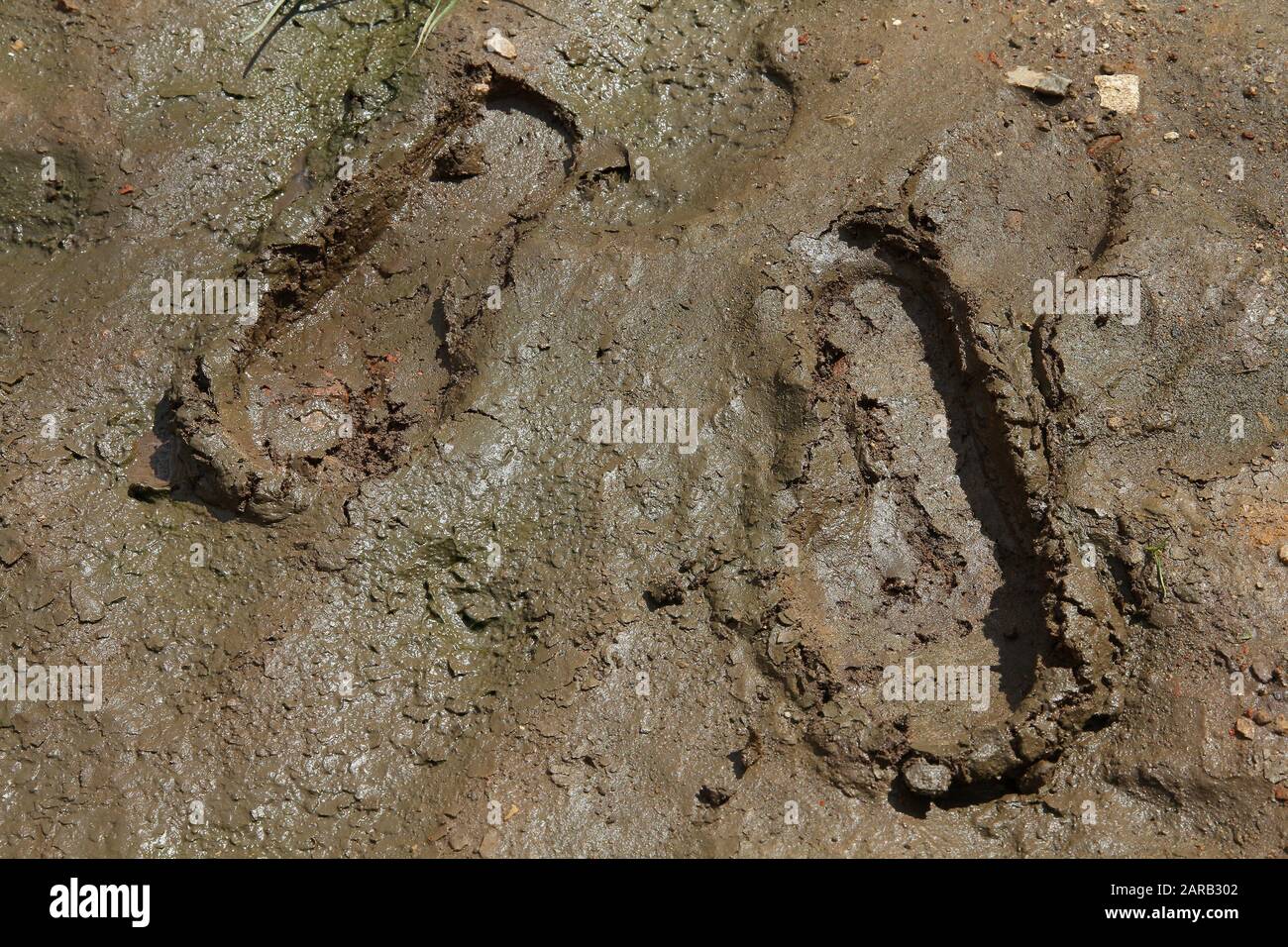 Footprint In Mud