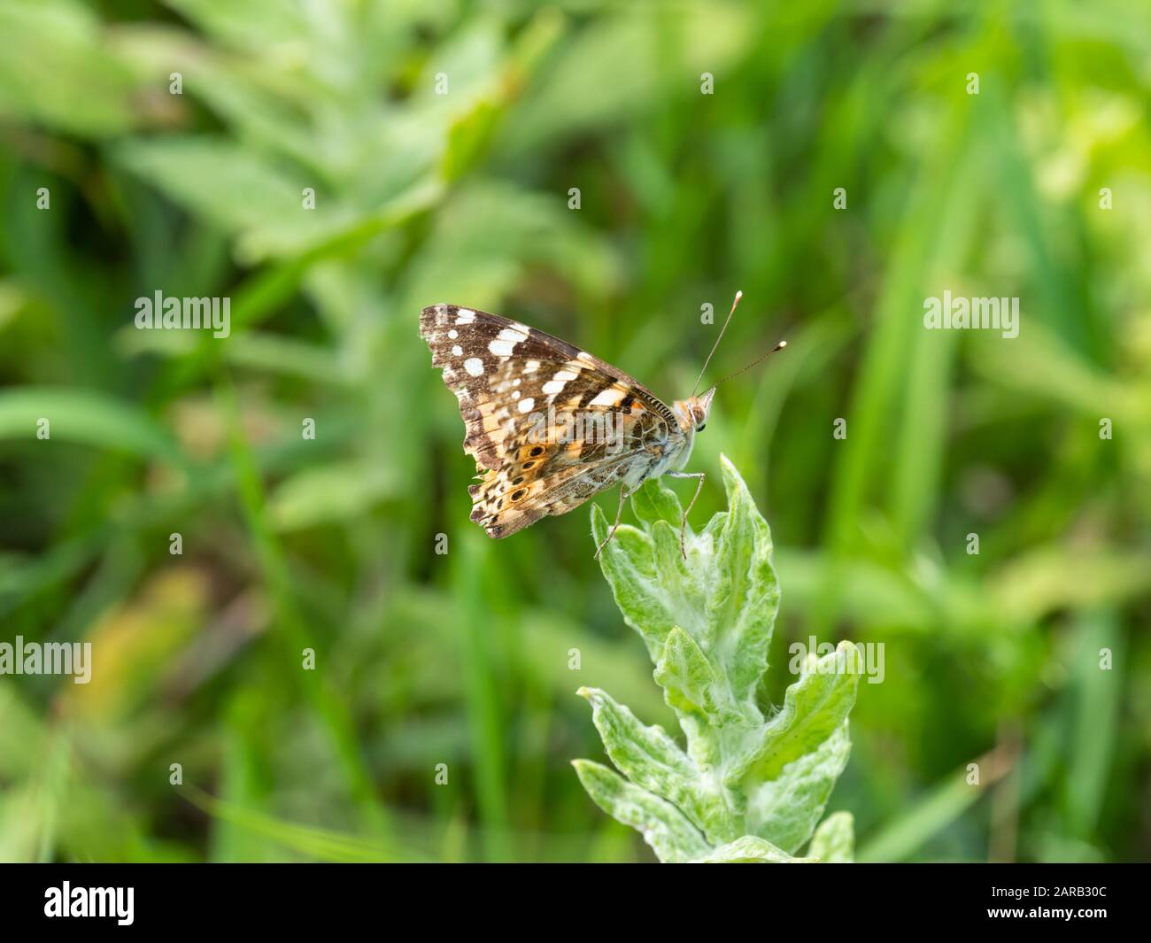 Painted lady butterfly ( Vanessa cardui Stock Photo - Alamy