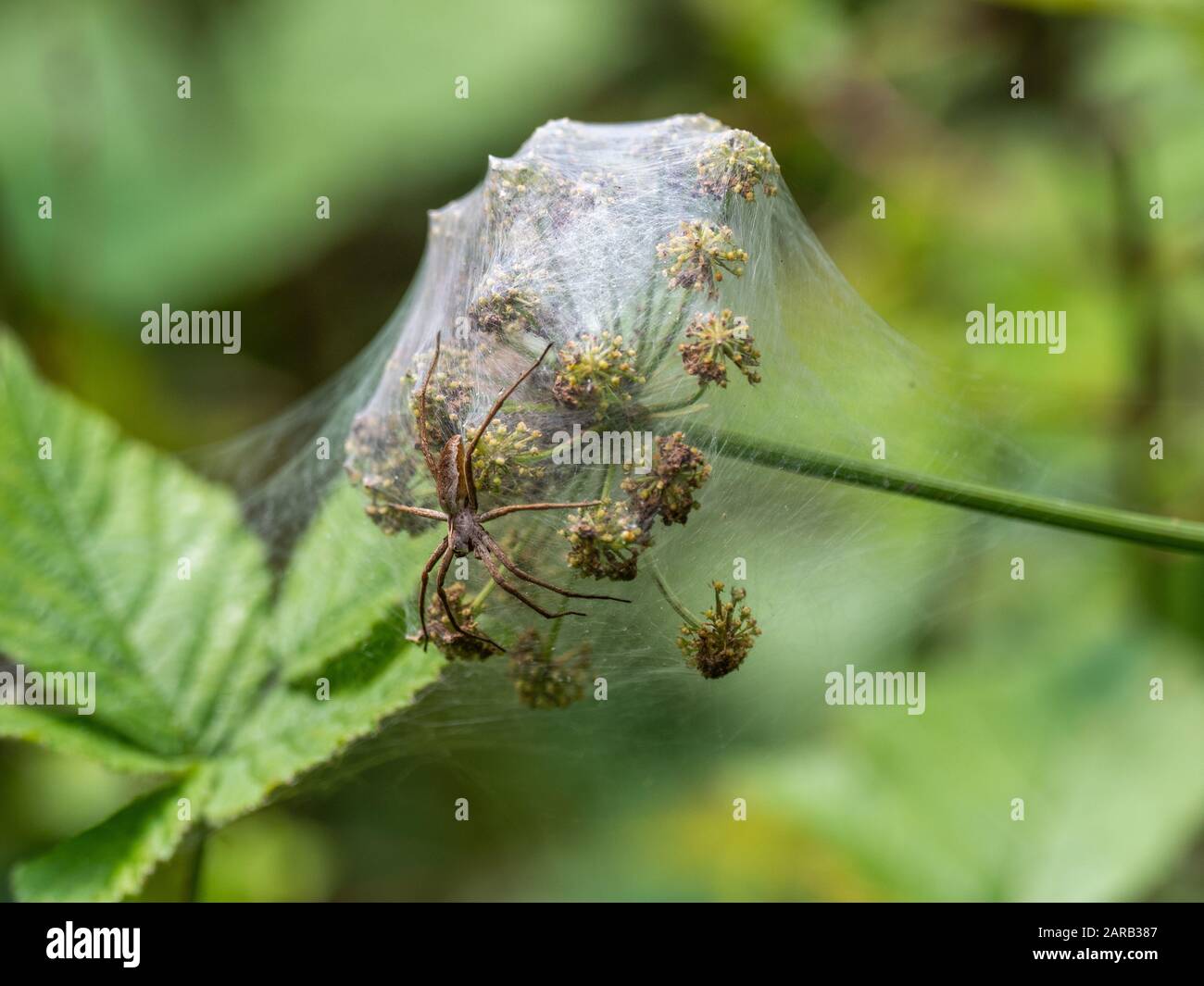 Nursery web spider on a nursery tent Stock Photo - Alamy
