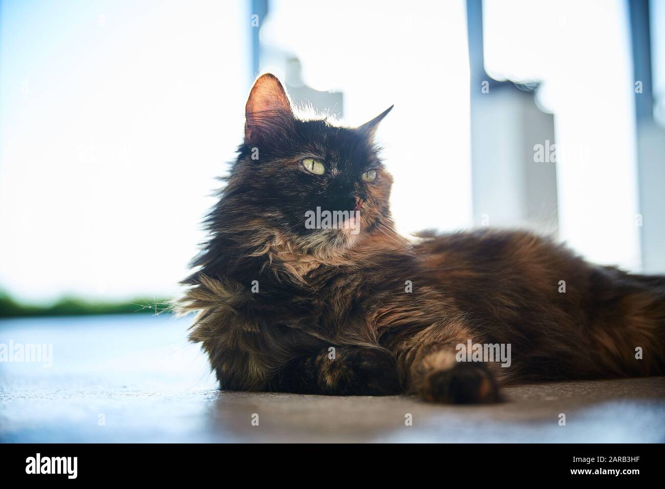 Nose against the window hi-res stock photography and images - Alamy