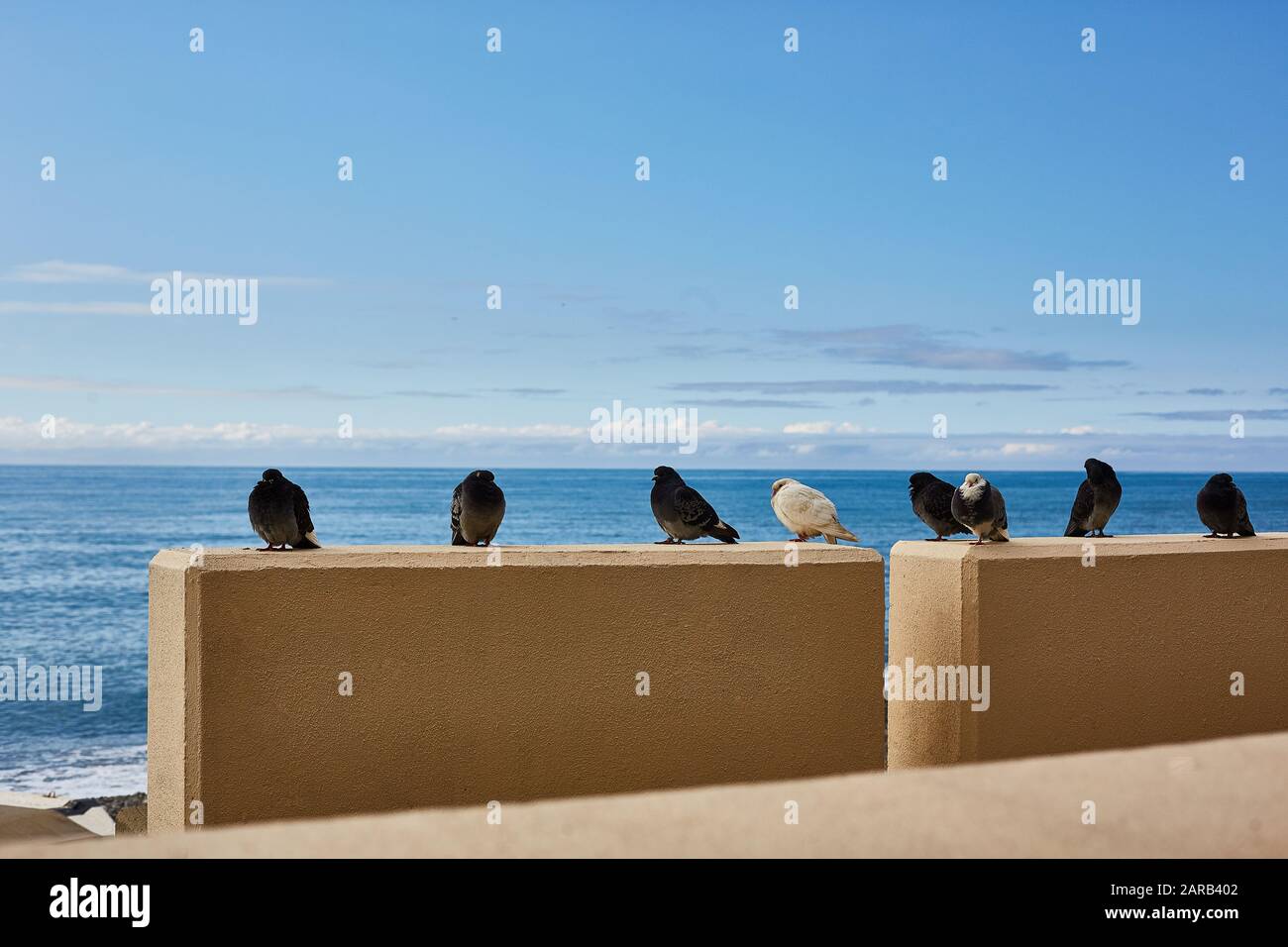 Pigeons freeze hi-res stock photography and images - Alamy