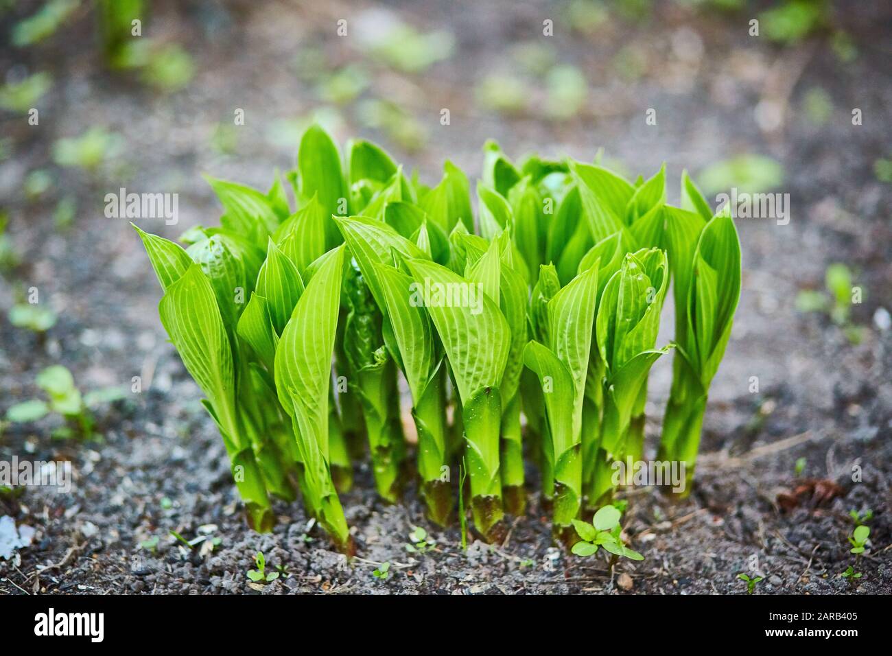 Hosta sprout hostas sprouts hi-res stock photography and images - Alamy