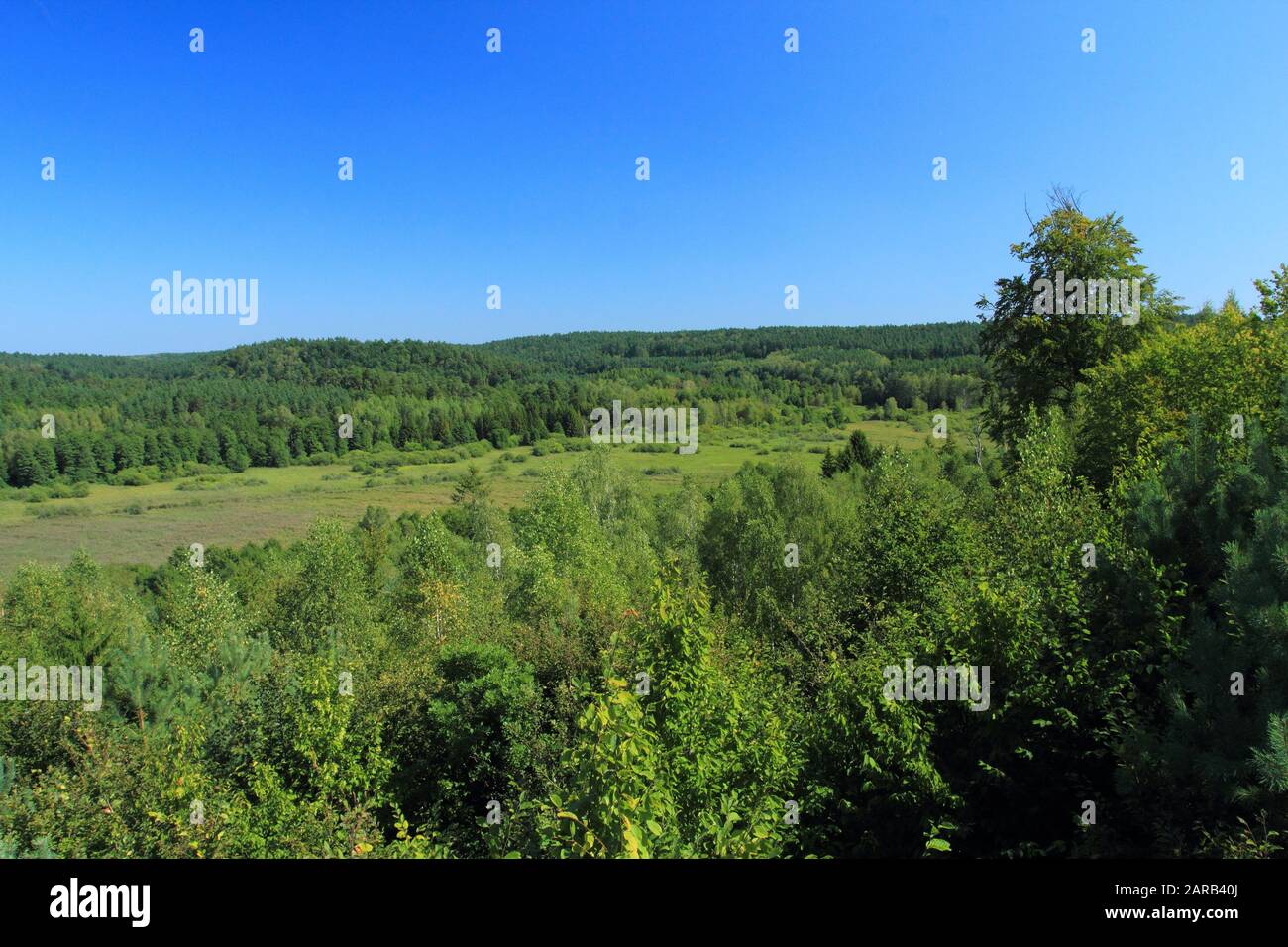 Green forest surrounding valley in summer Stock Photo - Alamy