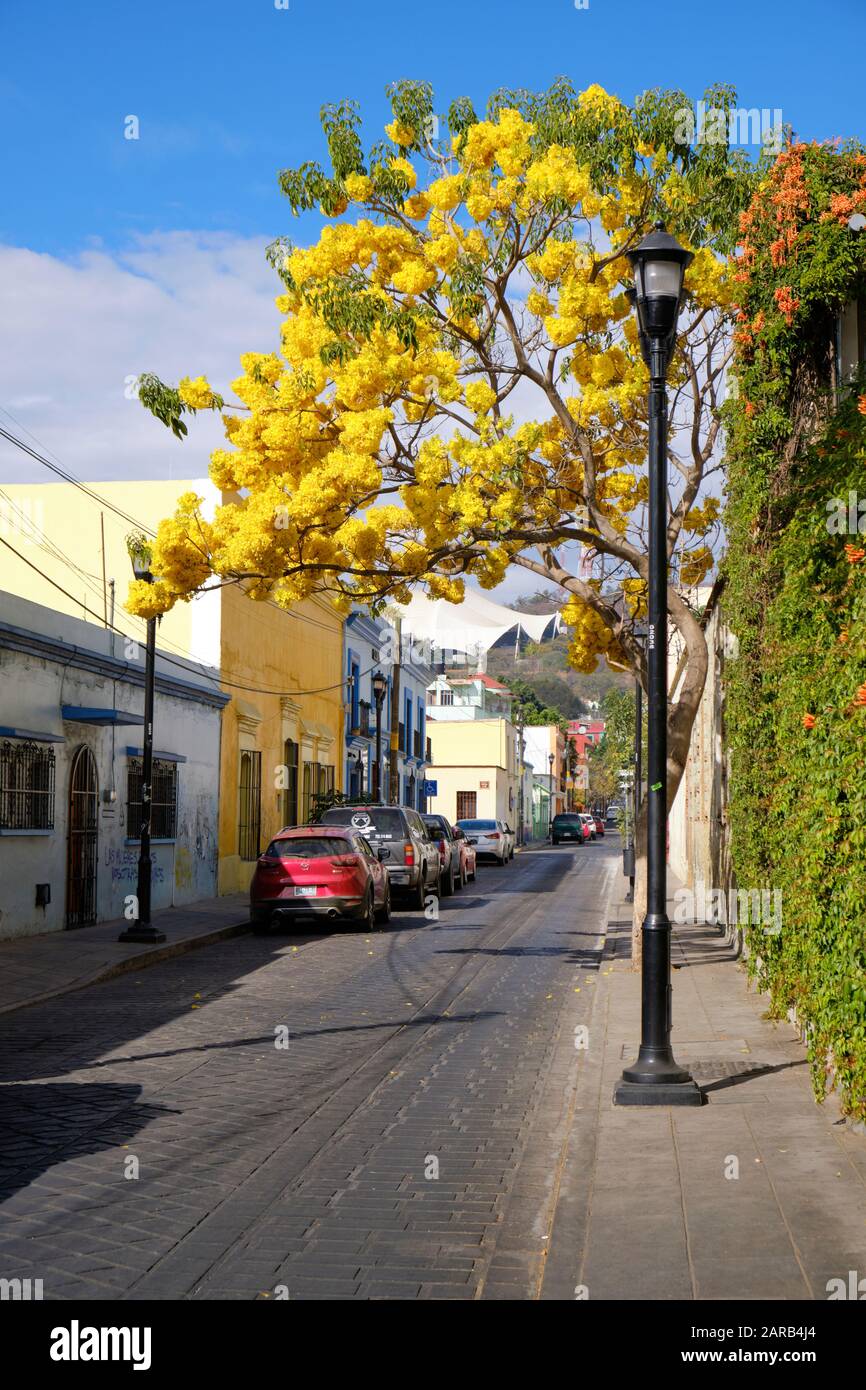 Yellow Primavera tree in bloom on side of street, in old colonial part ...