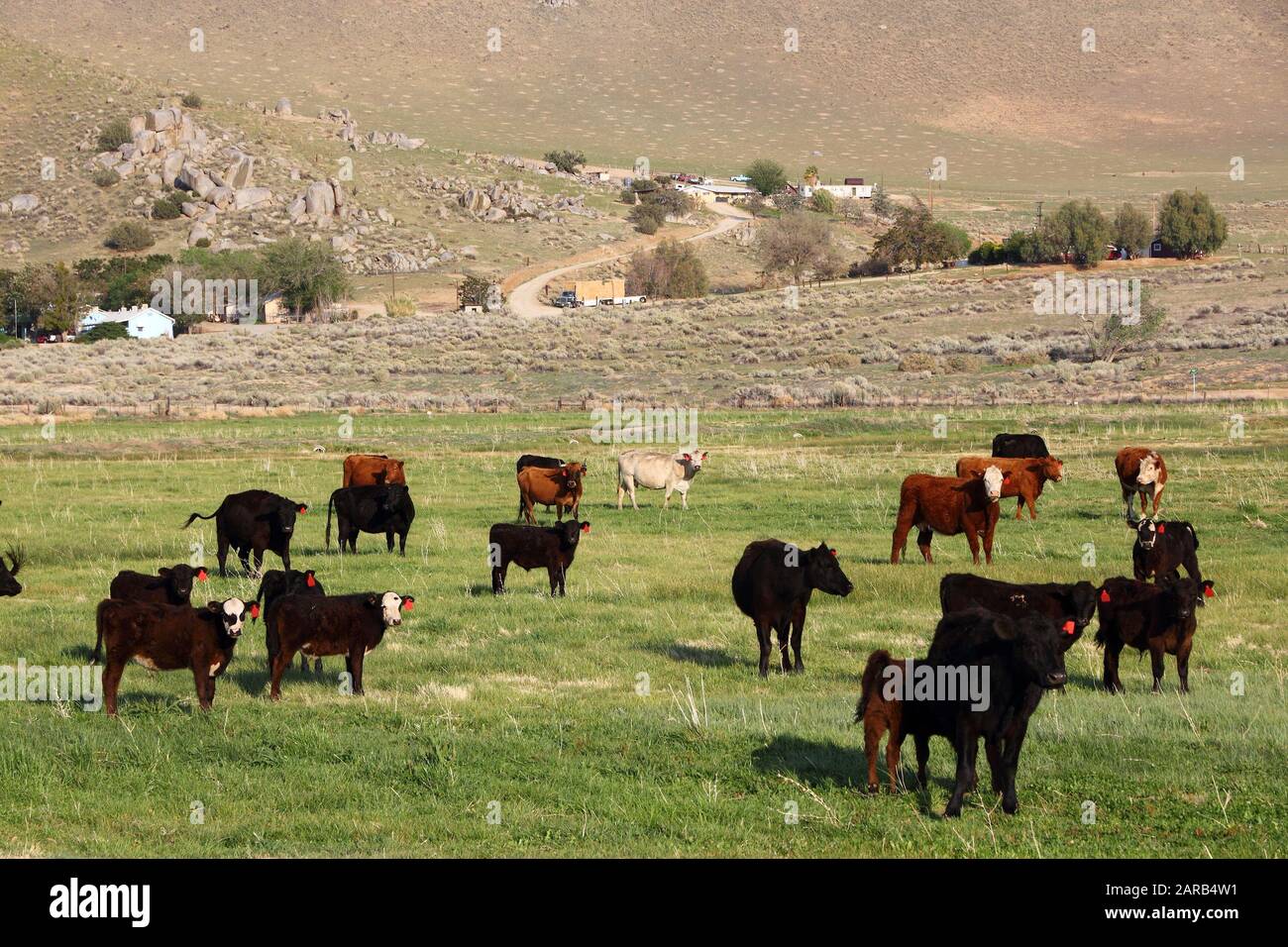 California, USA - cattle ranch in Kern County. American agriculture ...
