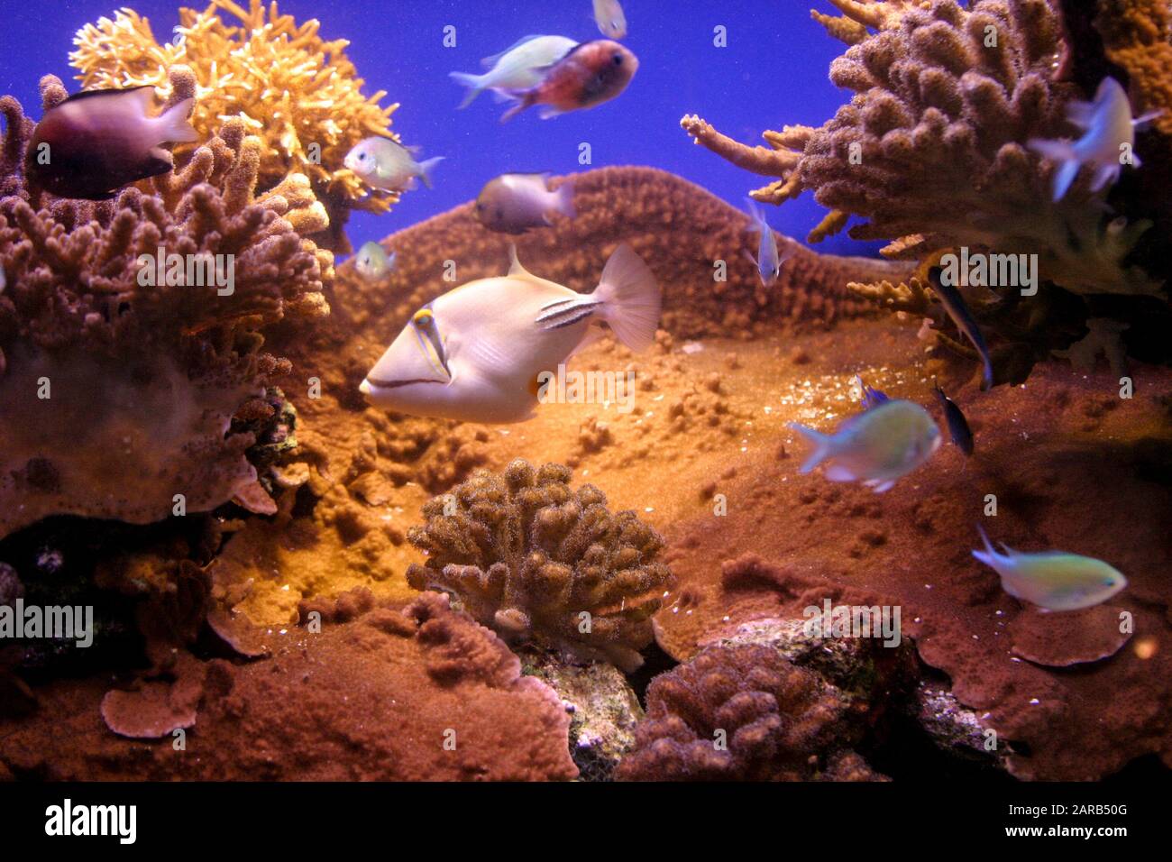 Picasso triggerfish or Arabian picassofish in the Red Sea Stock Photo ...