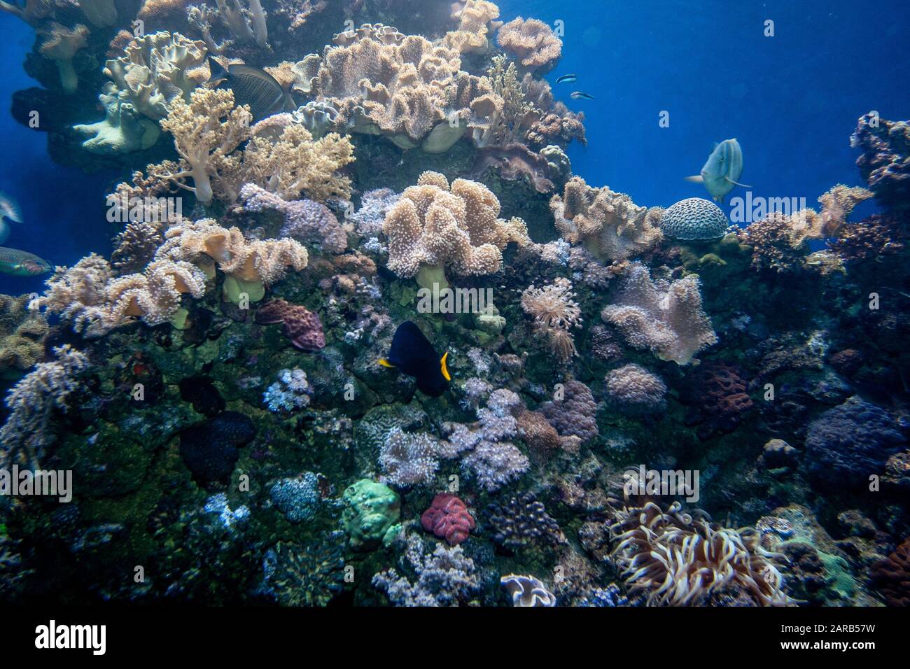 Coral Reef in the Red Sea Stock Photo - Alamy