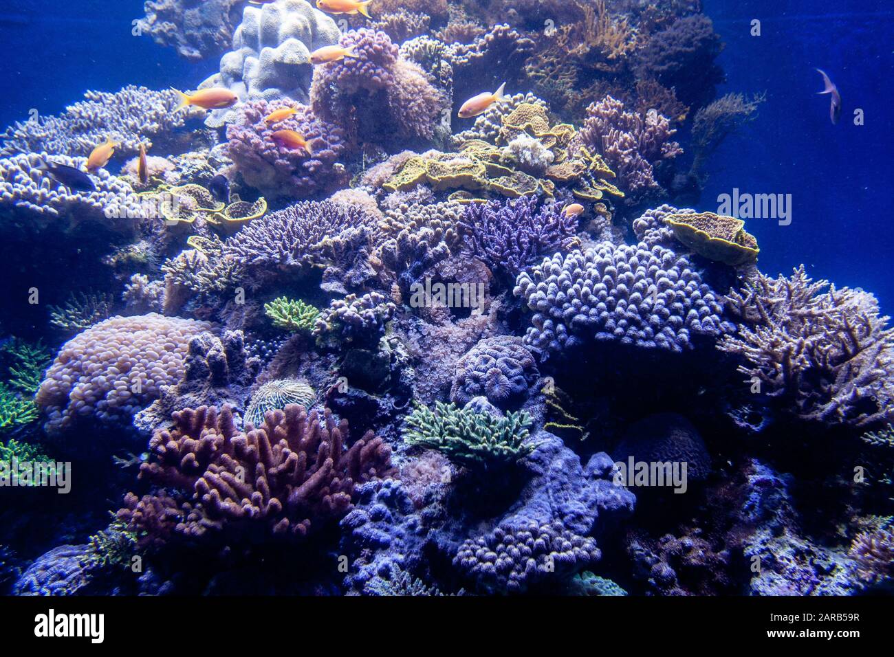 Coral Reef in the Red Sea Stock Photo - Alamy