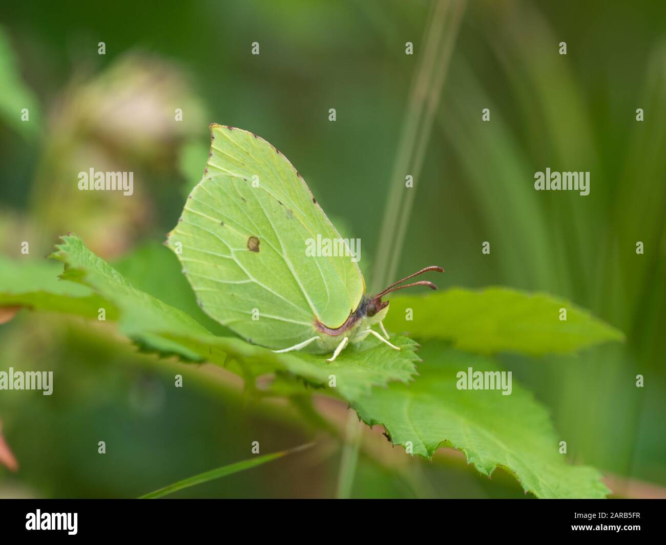 Invisible butterfly hi-res stock photography and images - Alamy