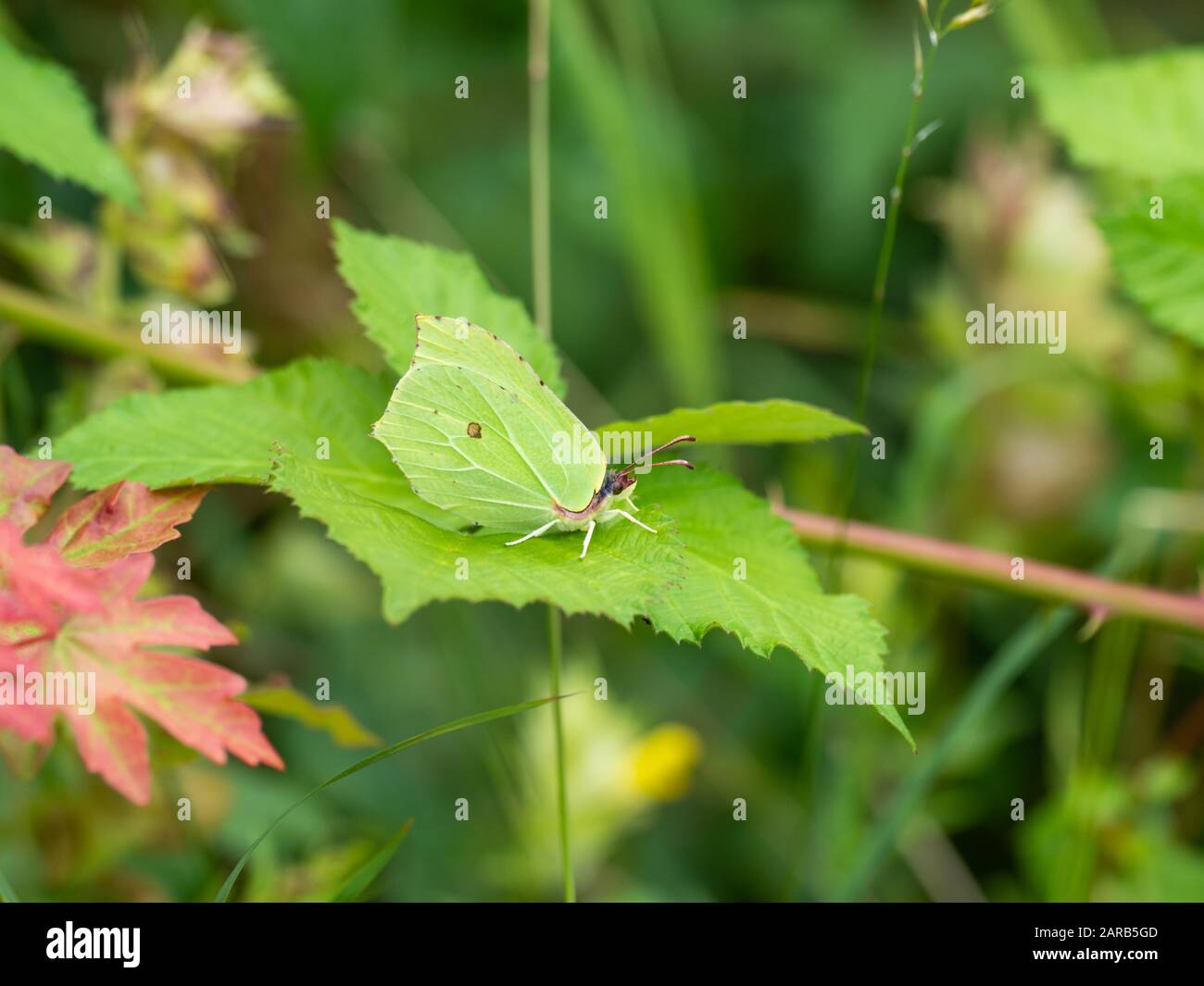 Invisible butterfly hi-res stock photography and images - Alamy