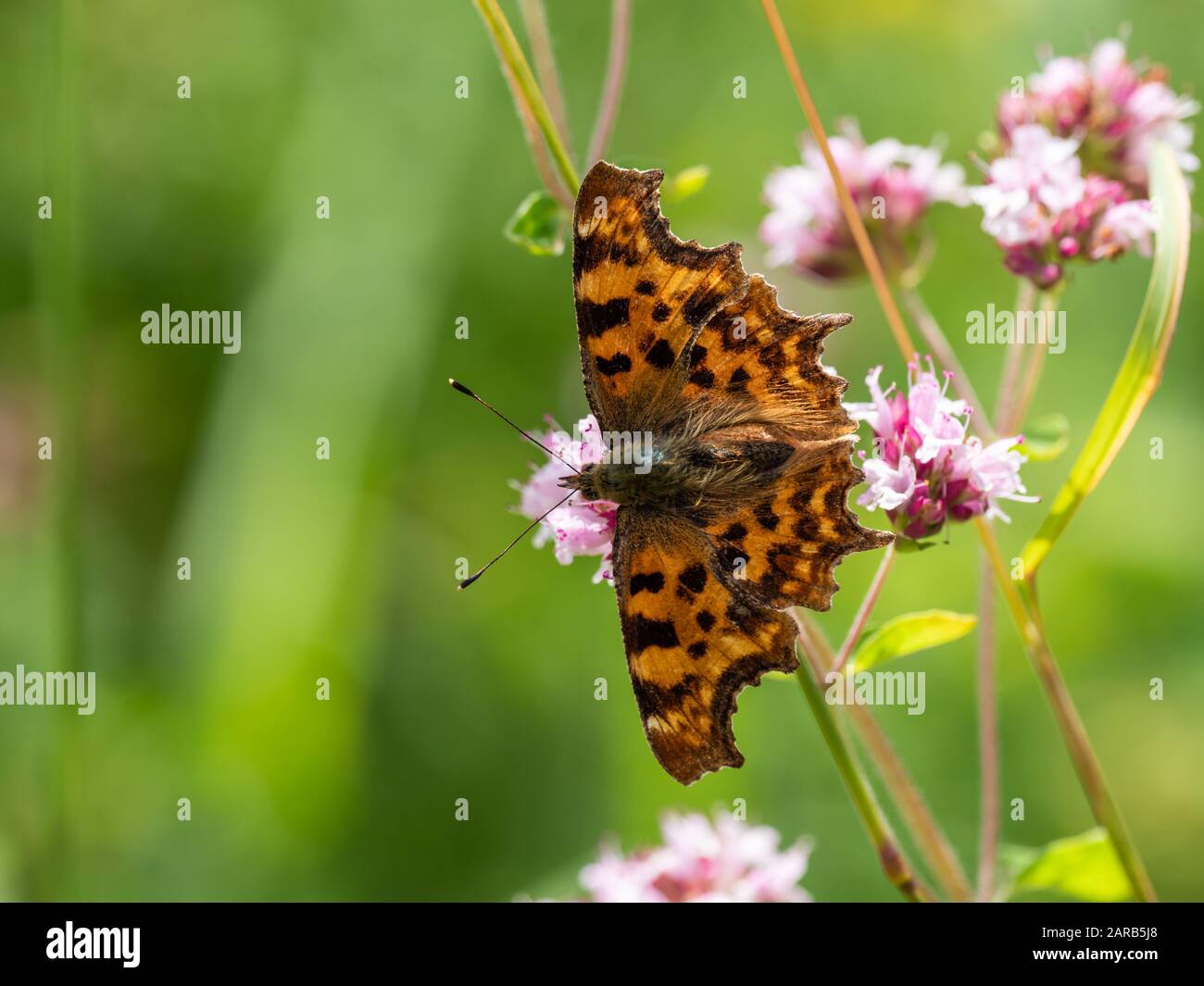 The Comma Butterfly High Resolution Stock Photography and Images - Alamy