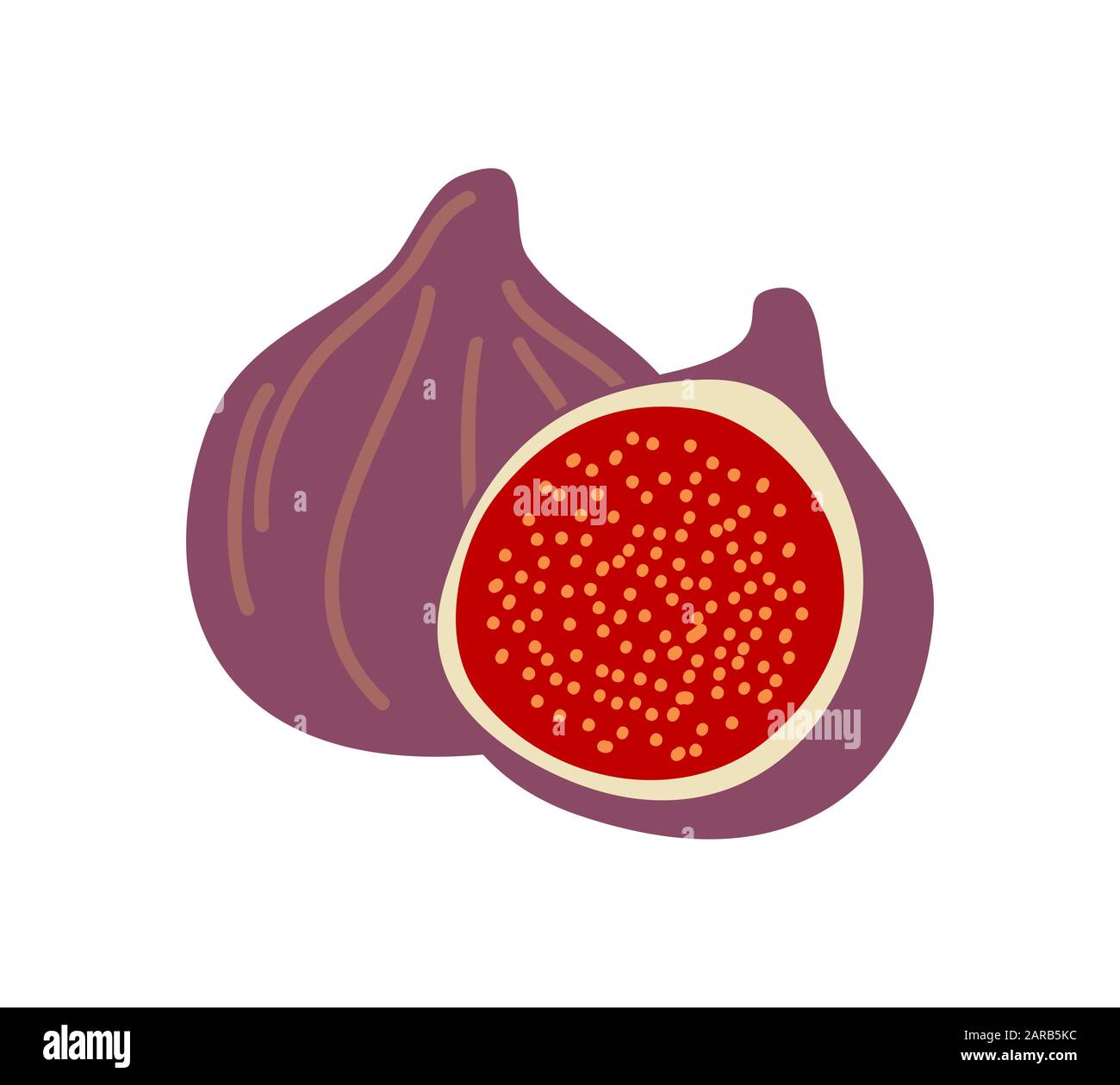 Two isolated figs design colorful vector illustration. One whole and ...