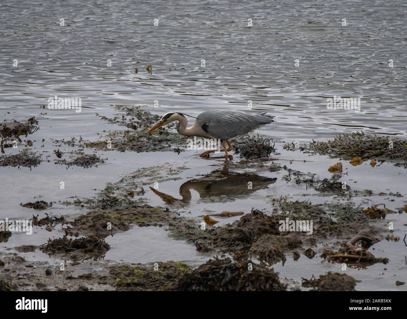 Grey heron (Ardea cinera), fishing in the shallows of Loch Aline ...