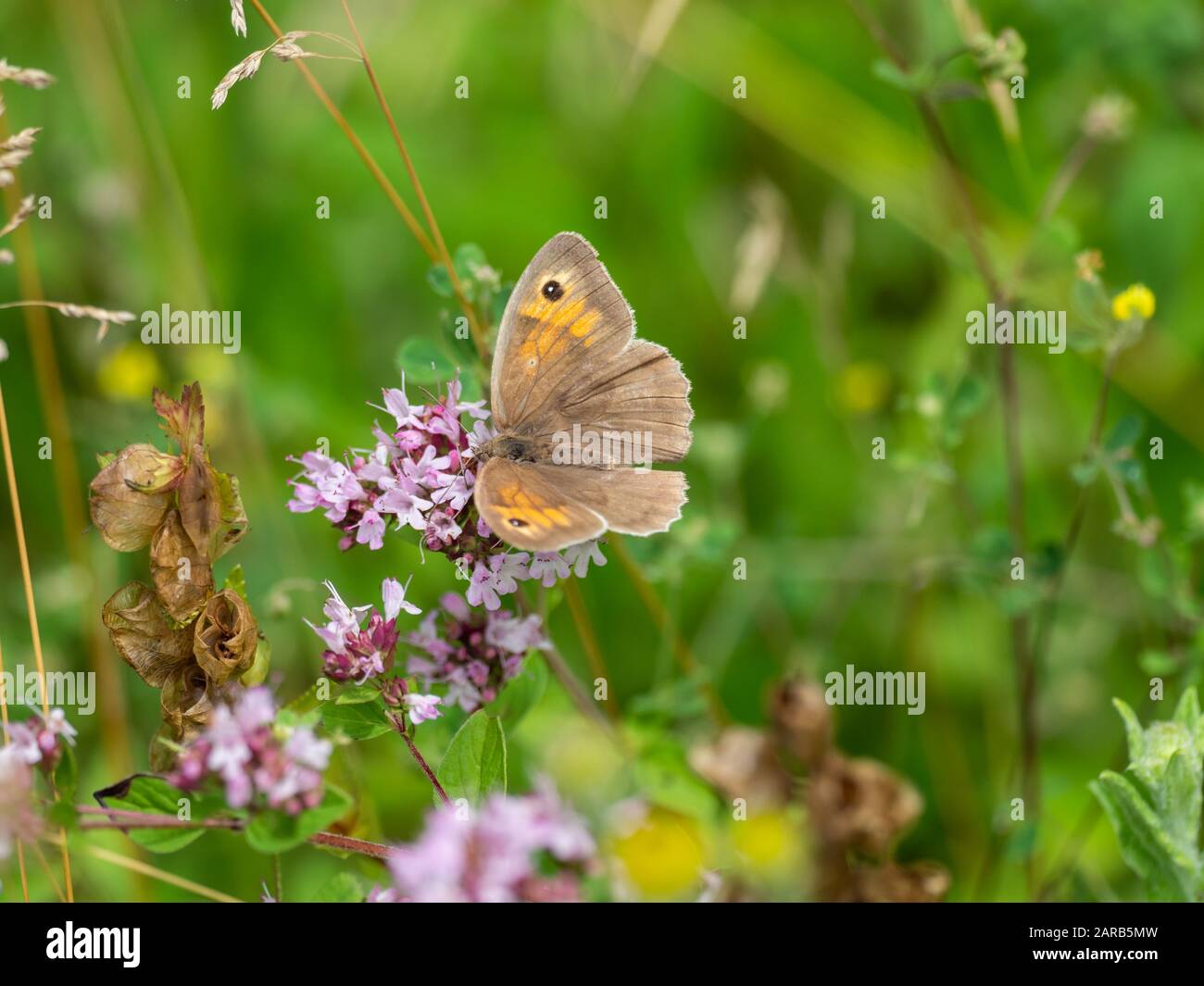 Meadow Brown Butterfly (Maniola jurtina Stock Photo - Alamy