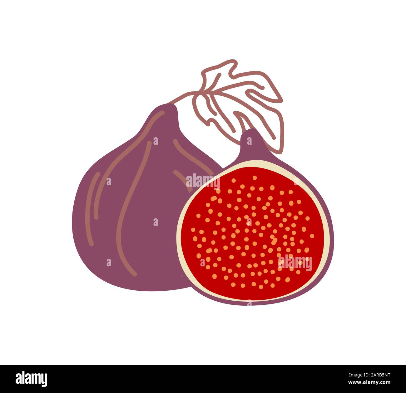 Two isolated figs design colorful vector illustration. One whole and ...