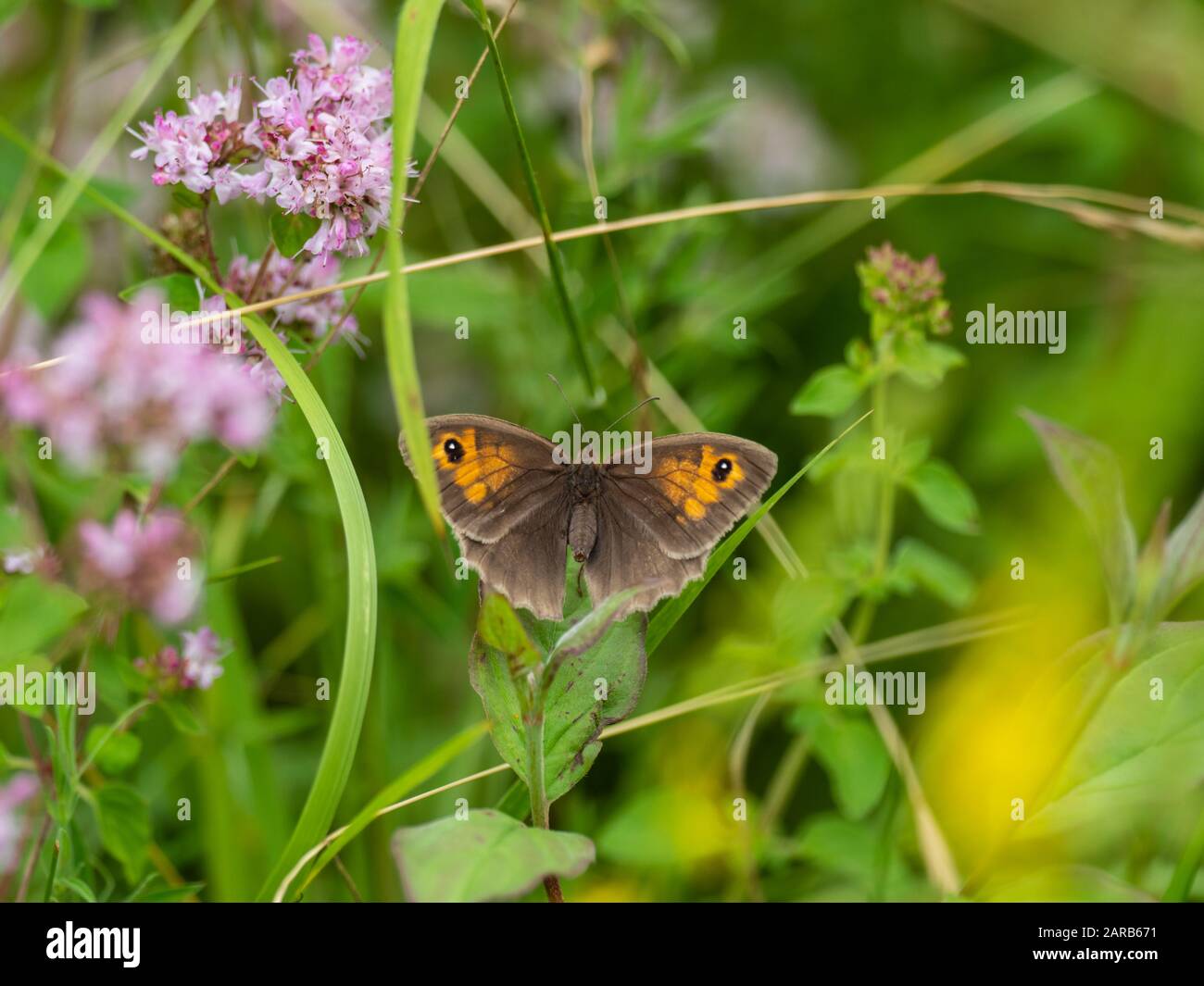 Meadow Brown Butterfly (Maniola jurtina Stock Photo - Alamy