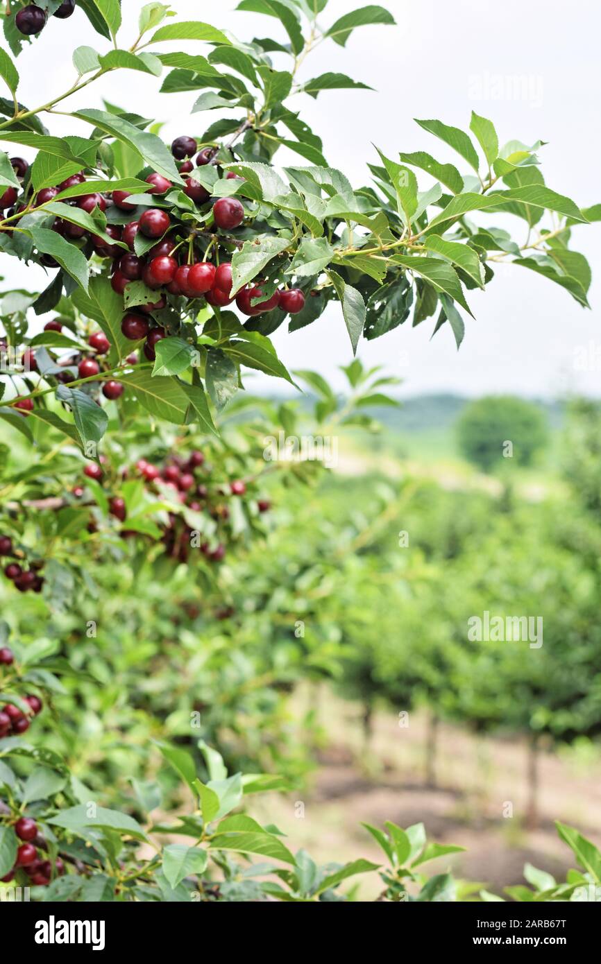 Sour cherry orchard Stock Photo - Alamy