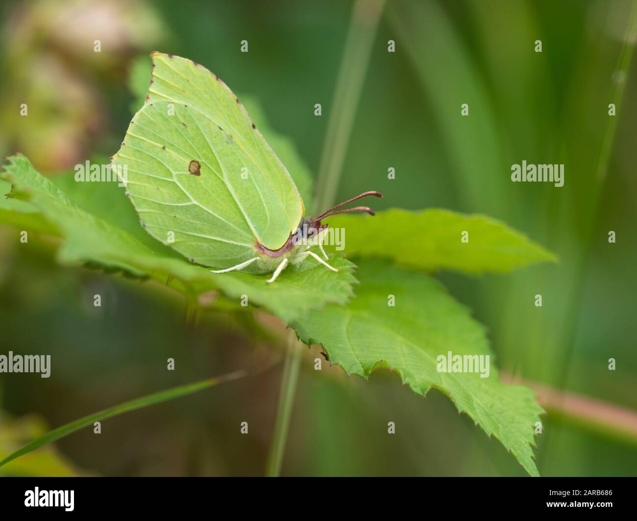 Invisible butterfly hi-res stock photography and images - Alamy