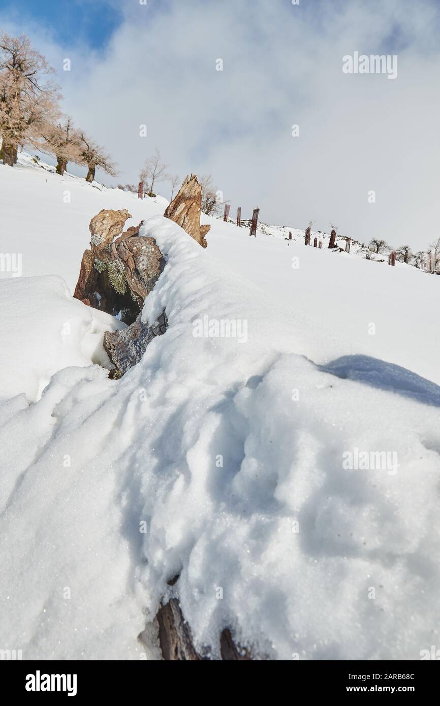 Frozen oak tree hi-res stock photography and images - Alamy