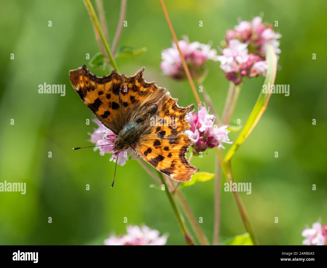 Comma Butterfly ( Polygonia c-album ) Resting Stock Photo - Alamy