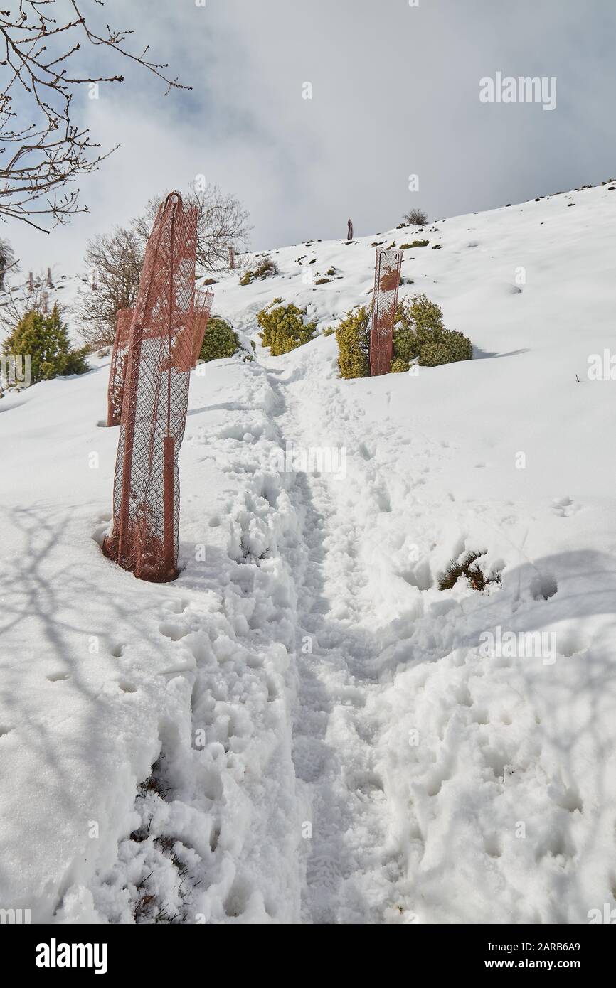 Frozen oak tree hi-res stock photography and images - Alamy