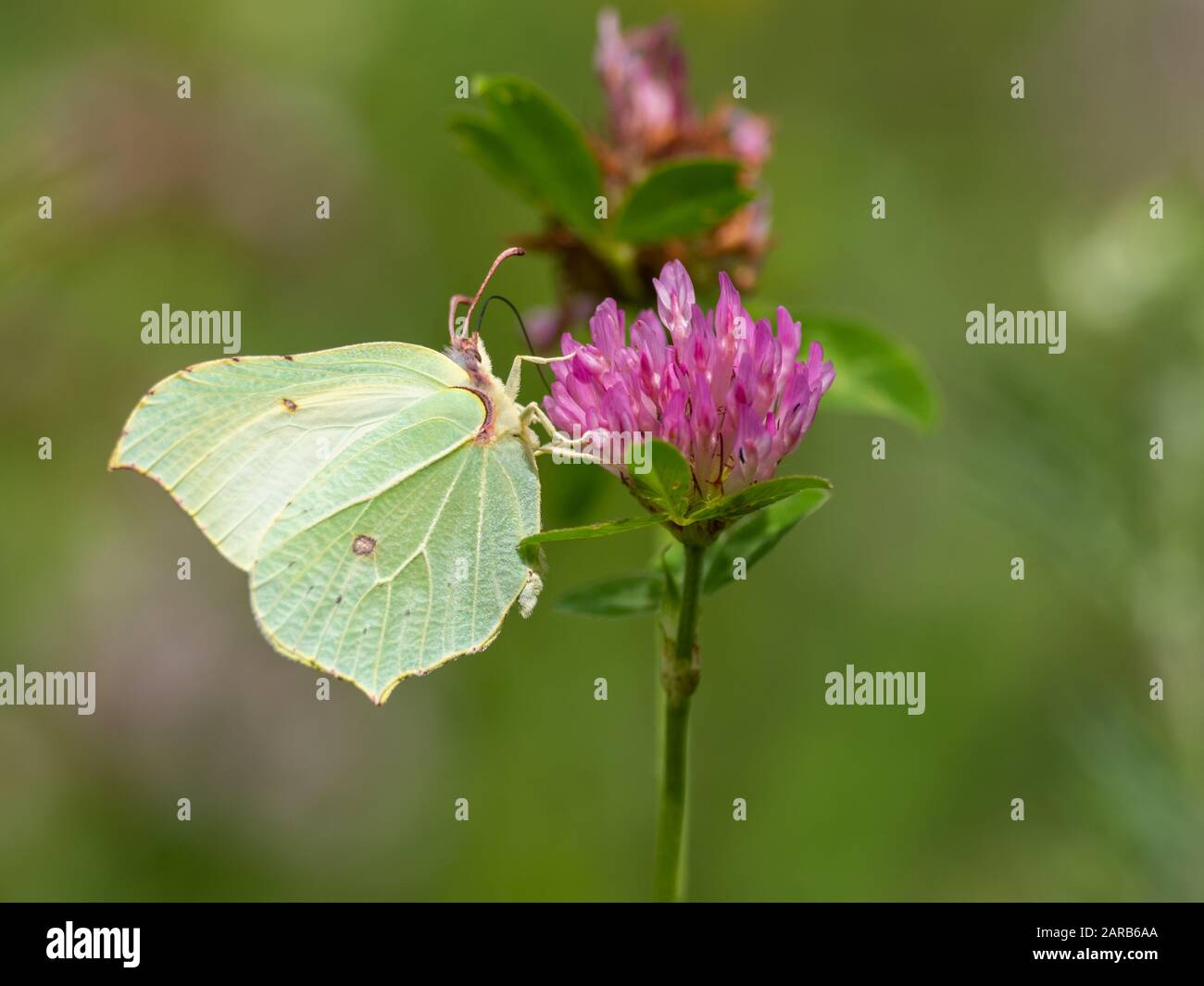 Butterfly Brimstone High Resolution Stock Photography and Images - Alamy