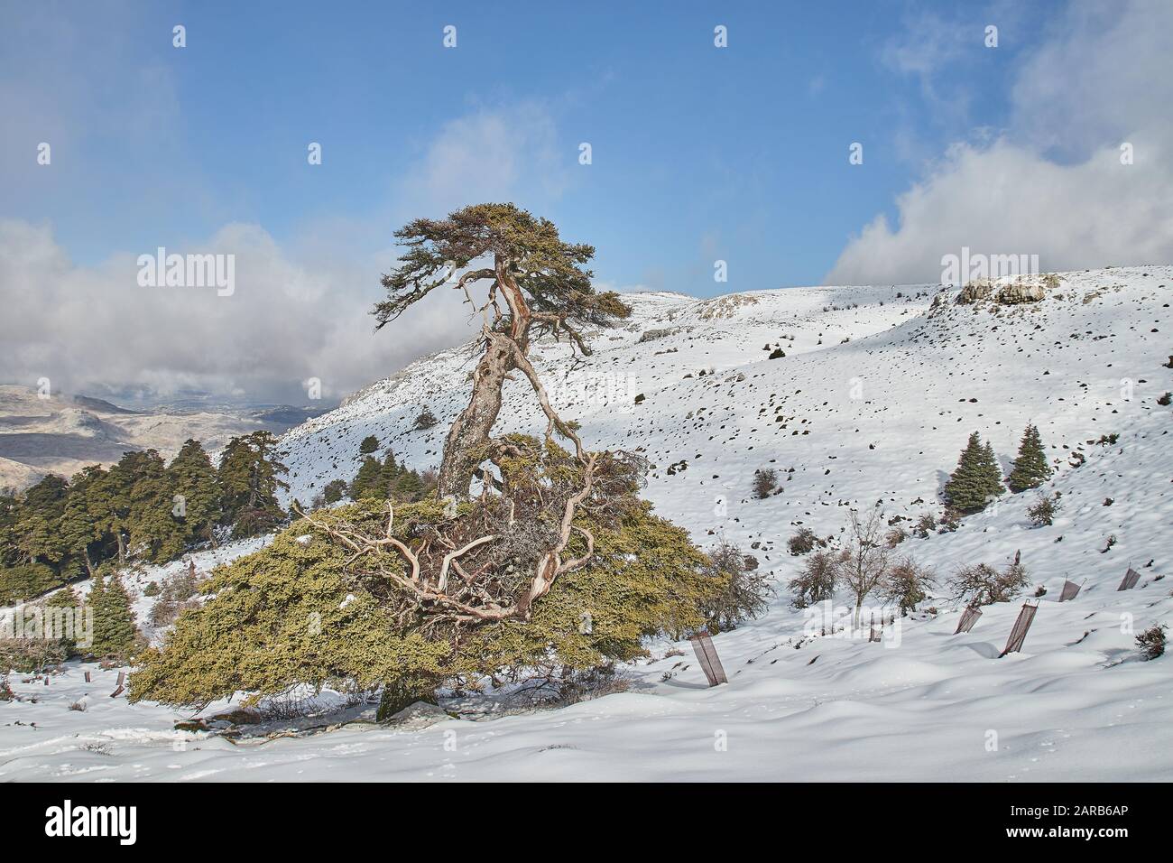 Frozen Oak tree forest with snow, fog, rocks and bright sun in Sierra ...
