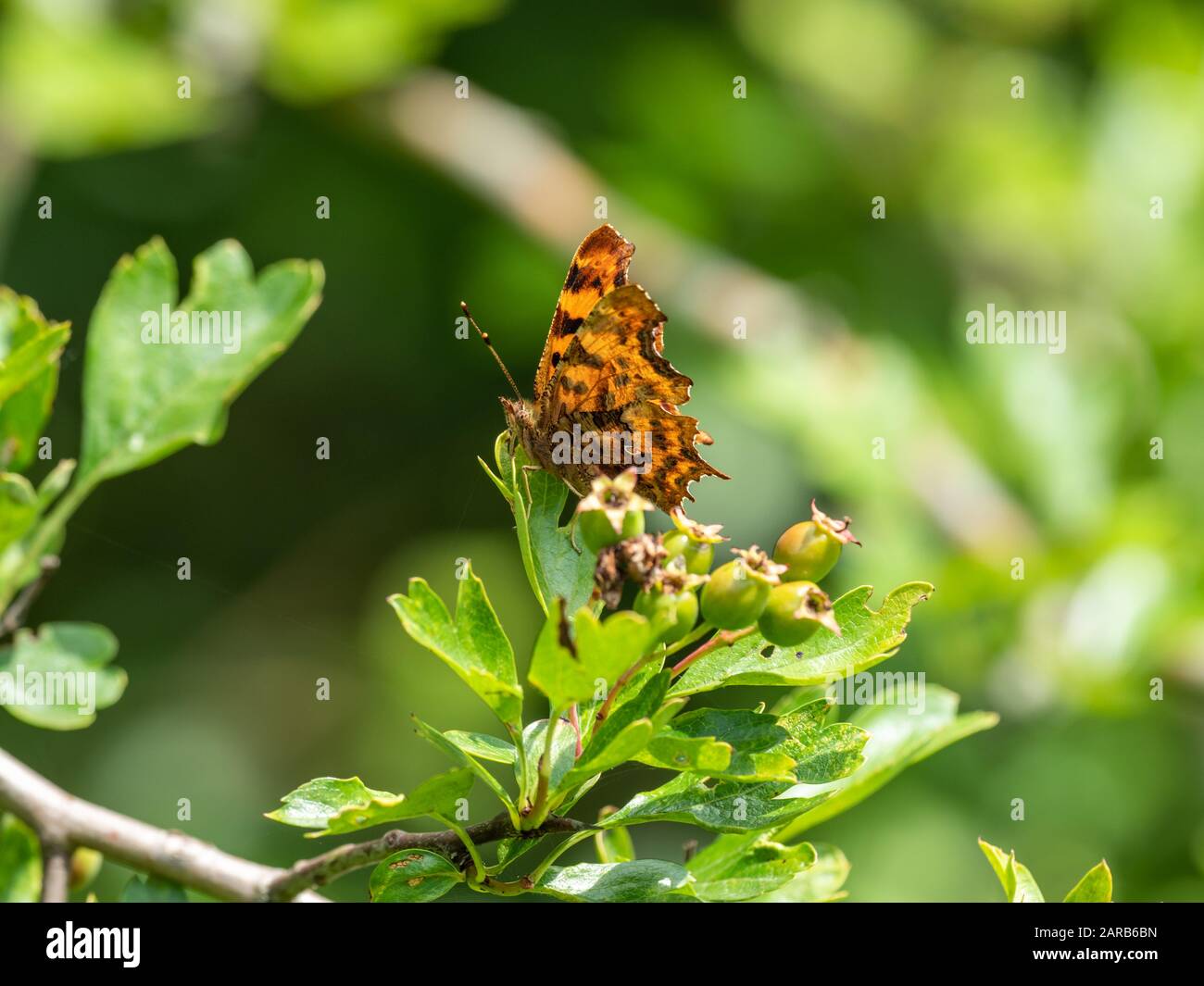 Comma Butterfly ( Polygonia c-album ) Resting Stock Photo - Alamy