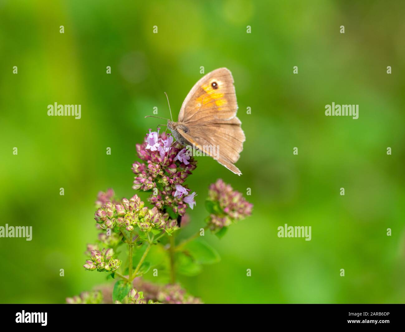 Meadow Brown Butterfly (Maniola jurtina Stock Photo - Alamy