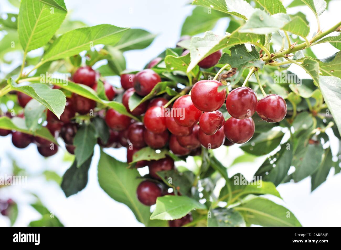 Sour cherry orchard Stock Photo - Alamy