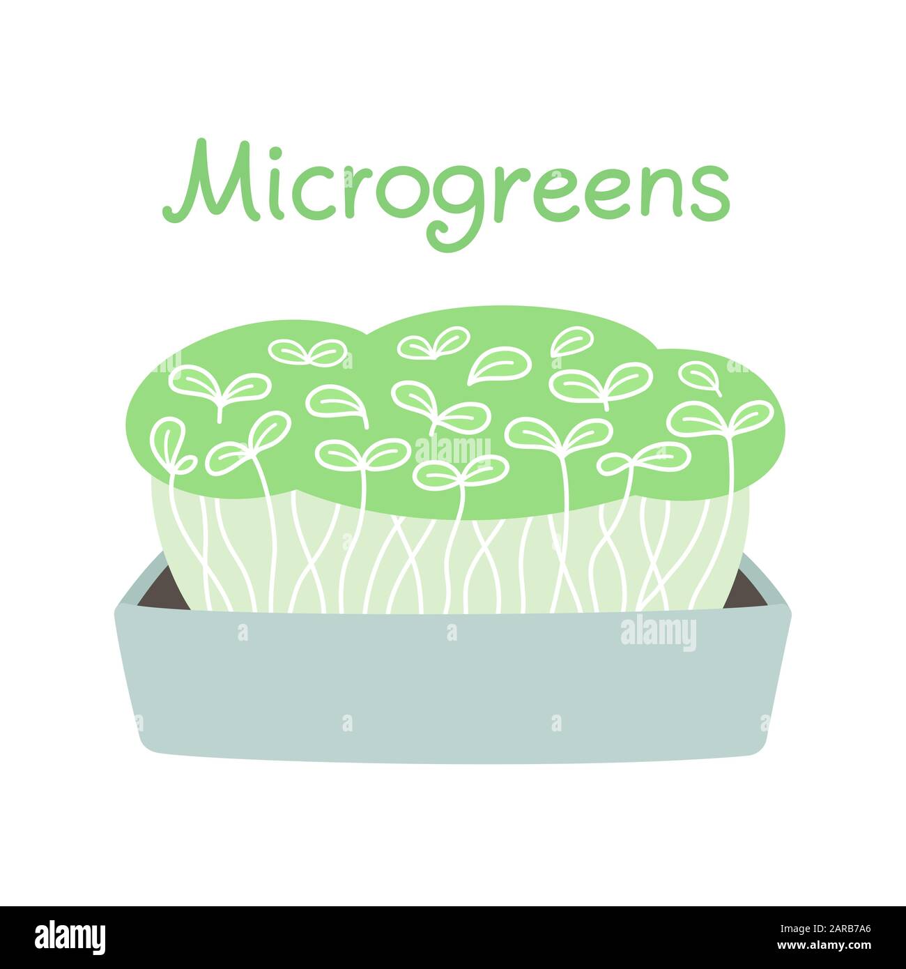 Growing microgreens at home, fresh plant leaves. Young micro green ...
