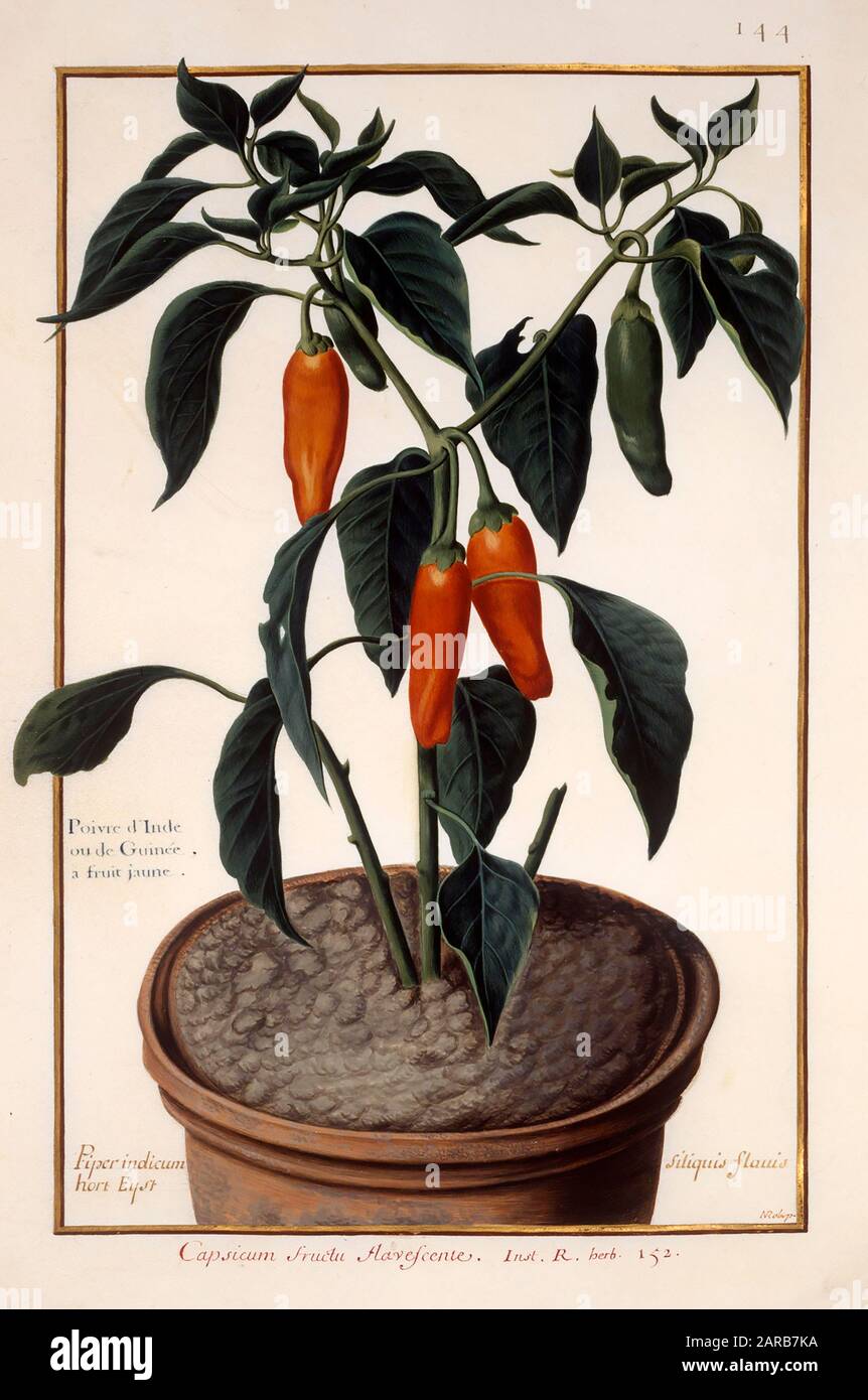 potted pepper shrub (Piper indicum) a 17th century hand painted on ...