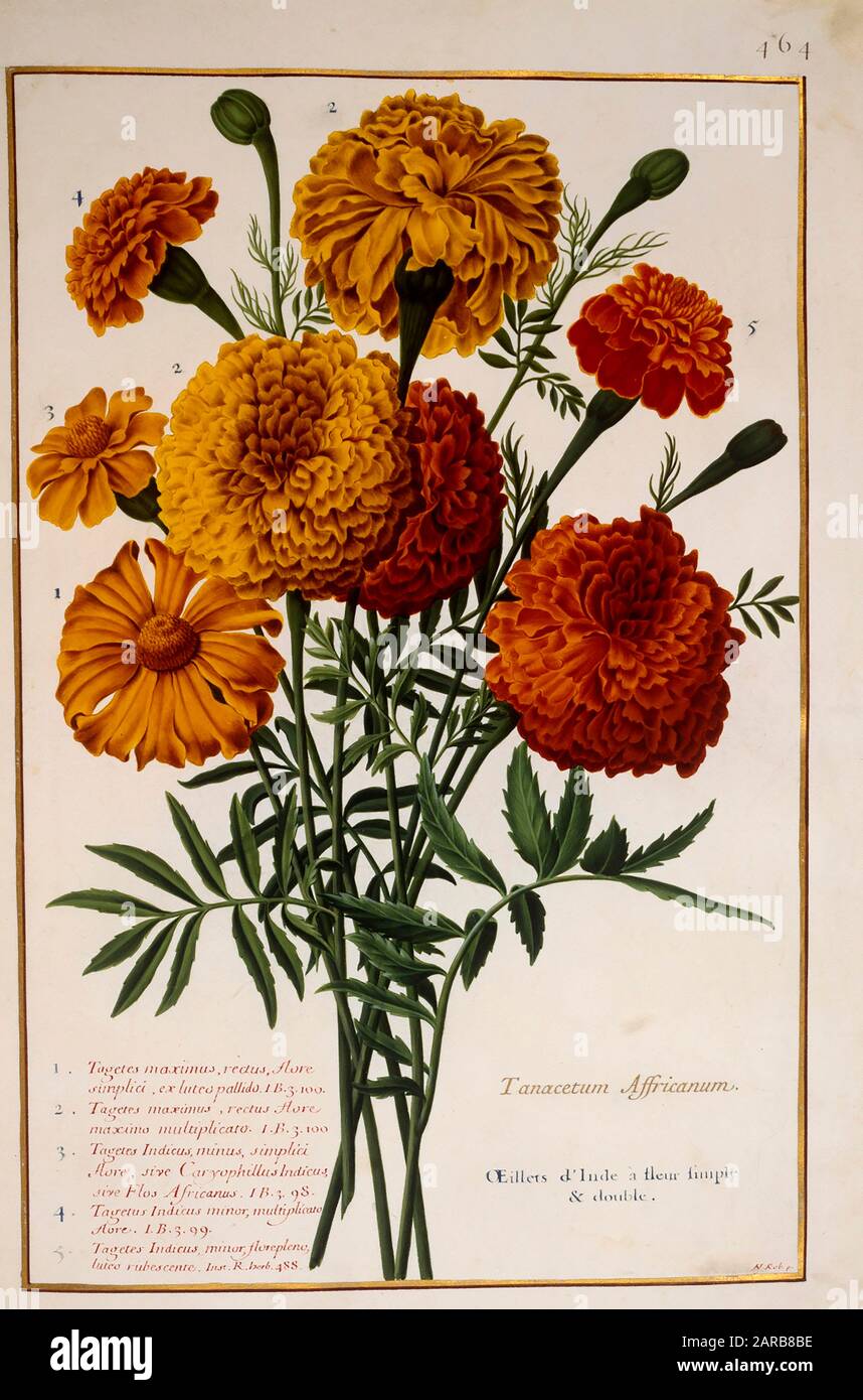 Marigold illustration botanical hi-res stock photography and images - Alamy