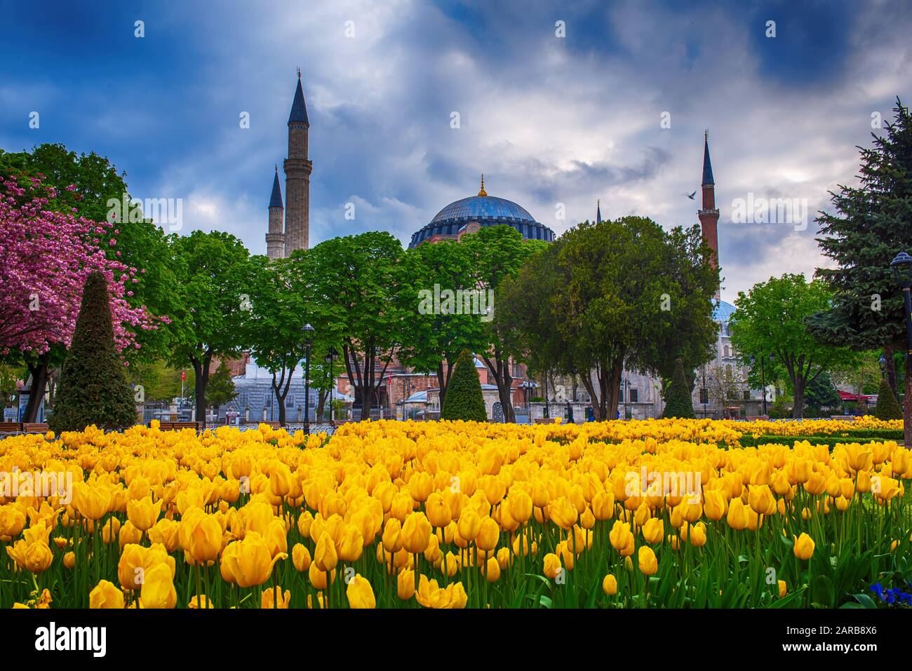 Blue Mosque in Istanbul with field of yellow tulips in spring. Turkey ...