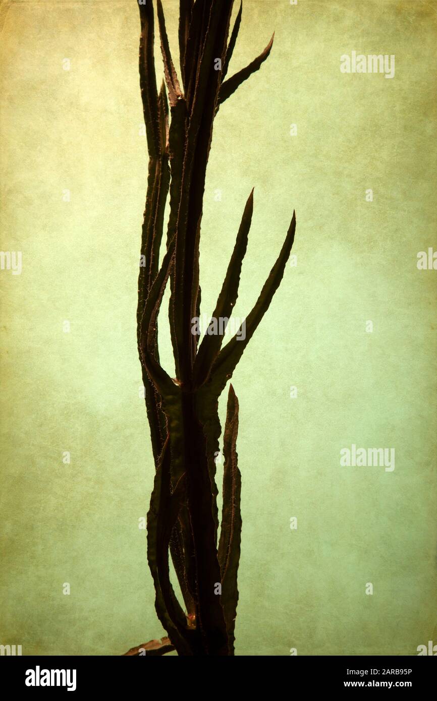 Blue spiky plant hi-res stock photography and images - Alamy