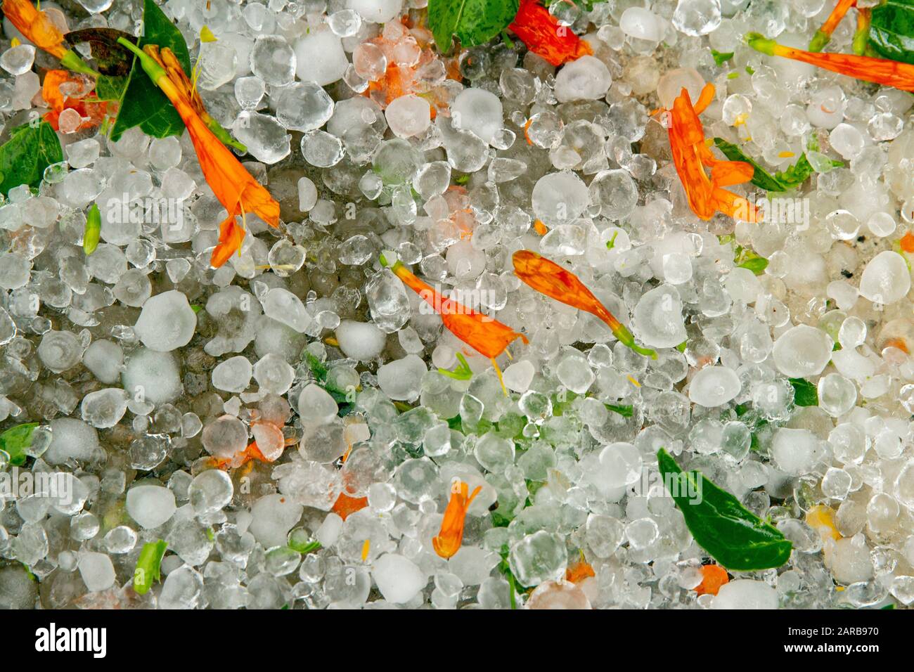 Hail Storm Disaster Stock Photo - Alamy