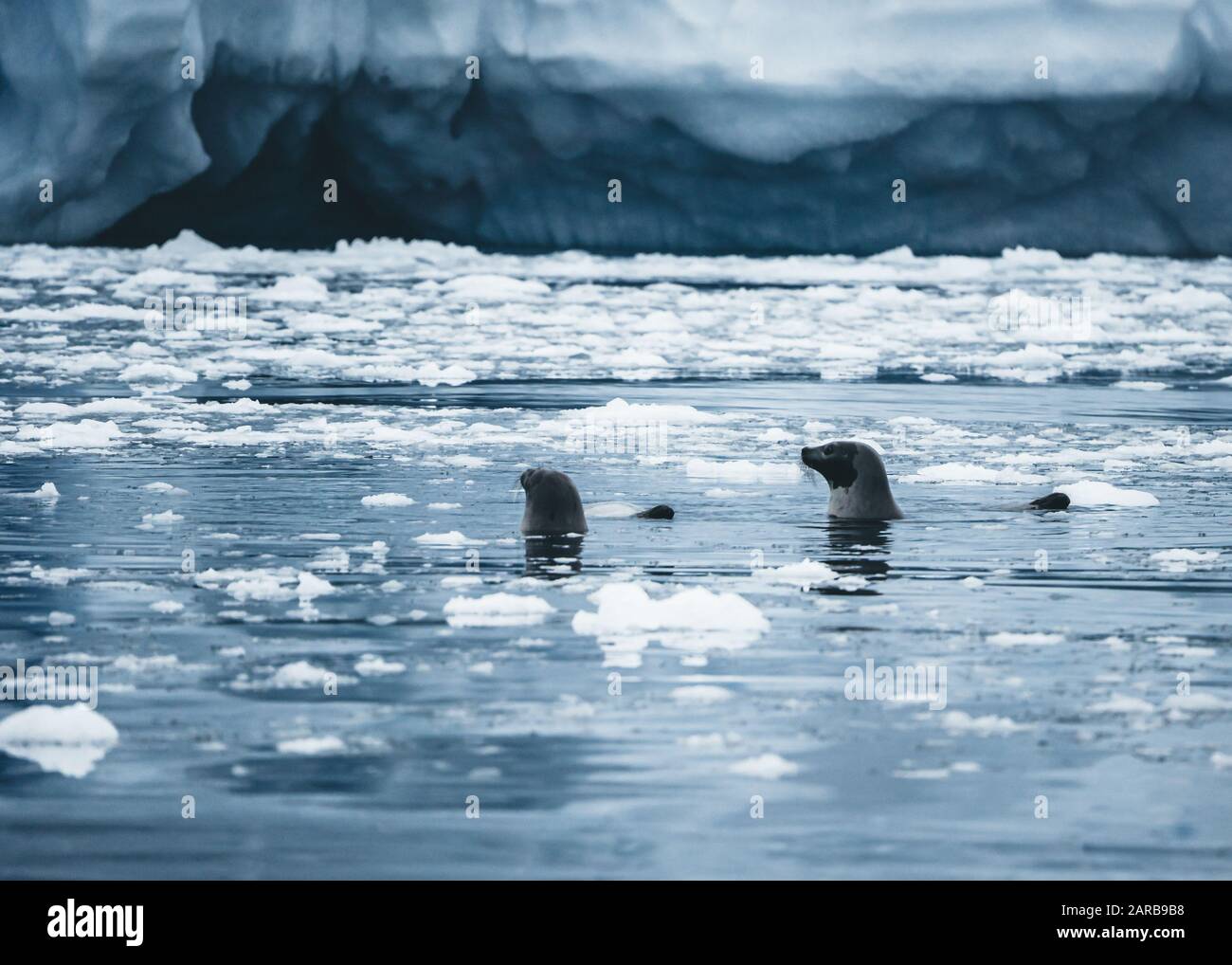 Seal on beach greenland hi-res stock photography and images - Alamy