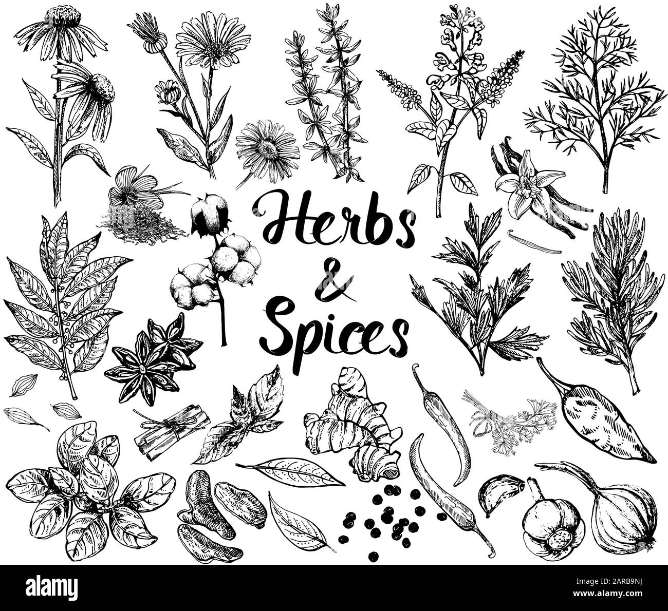 Set of hand drawn sketch style different kinds of herbs and spices ...