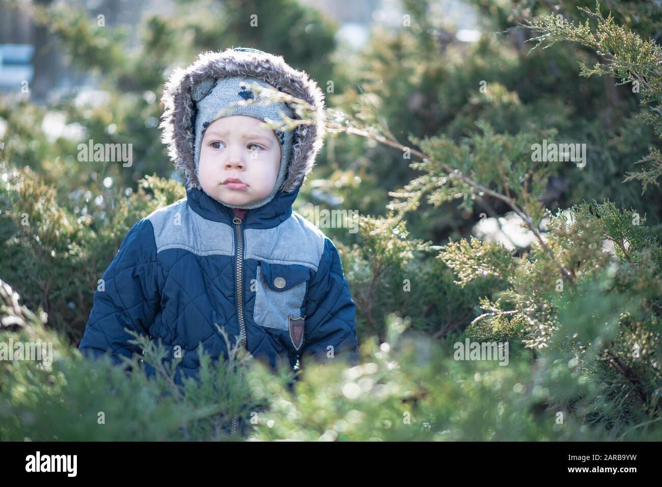 A child playing hide and seek behind juniper bushes in winter Stock ...