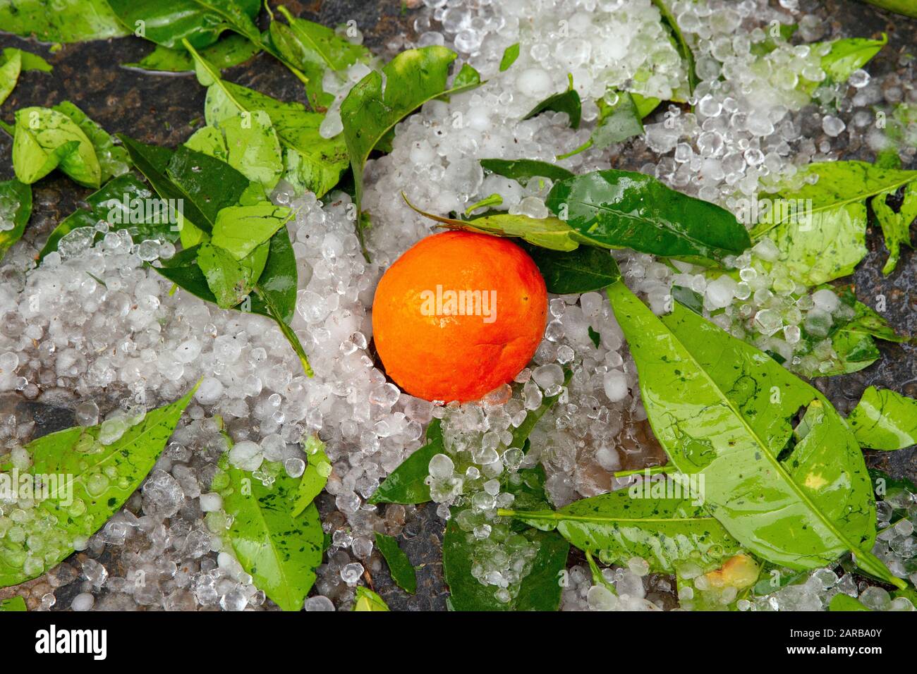 Hail Storm Disaster Stock Photo - Alamy