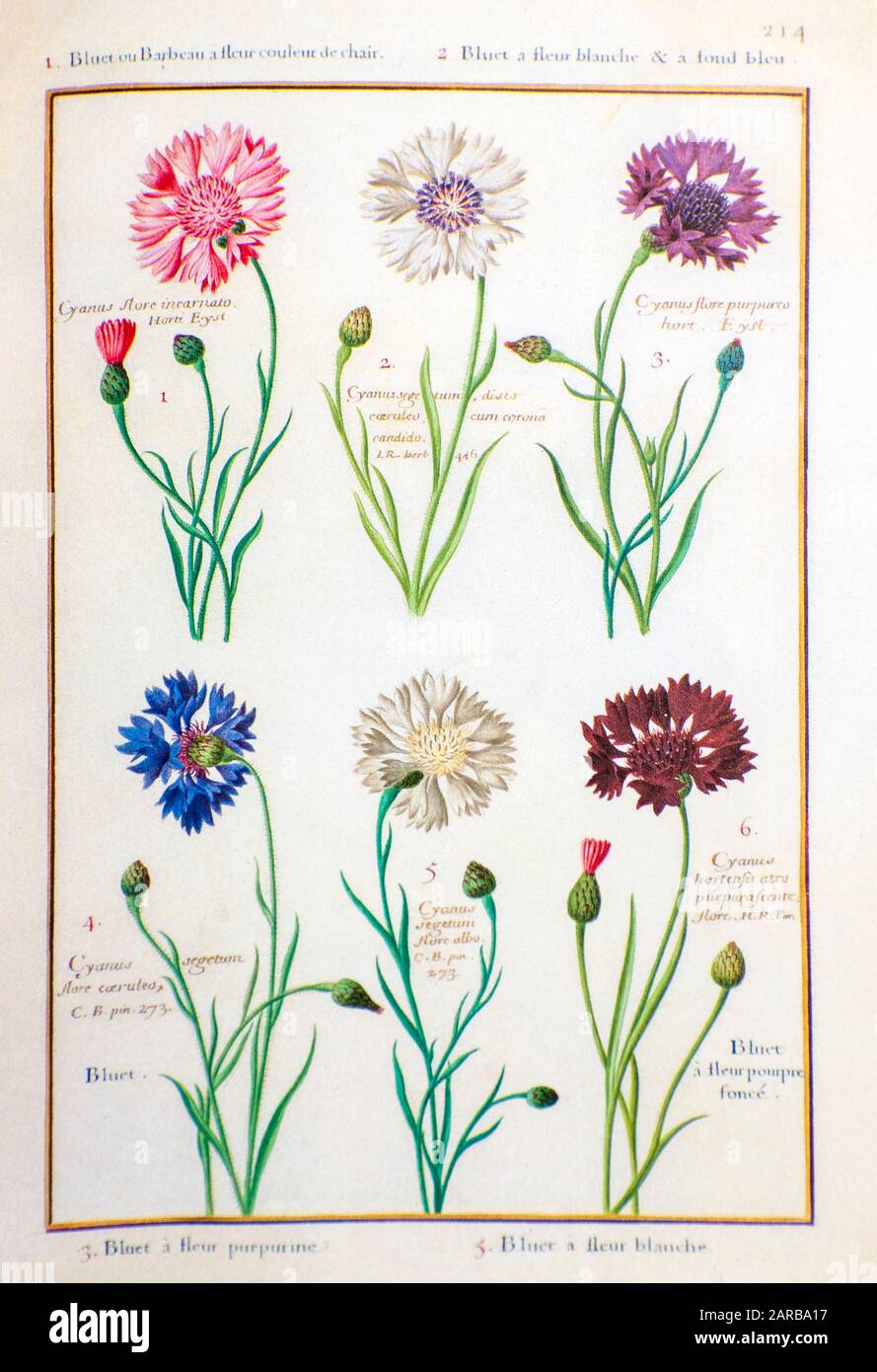 cornflower (Centaurea cyanus, cyanus segetum hill) 17th century hand ...