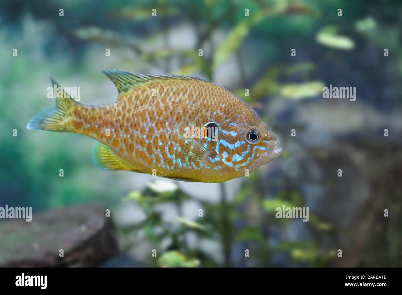 Close up side view of swimming Pumpkinseed Sunfish in water Stock Photo ...