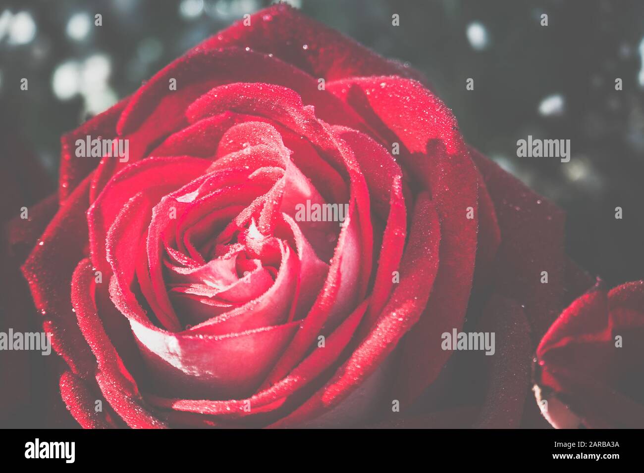 Decorative bright red rose close up, anniversary background Stock Photo ...