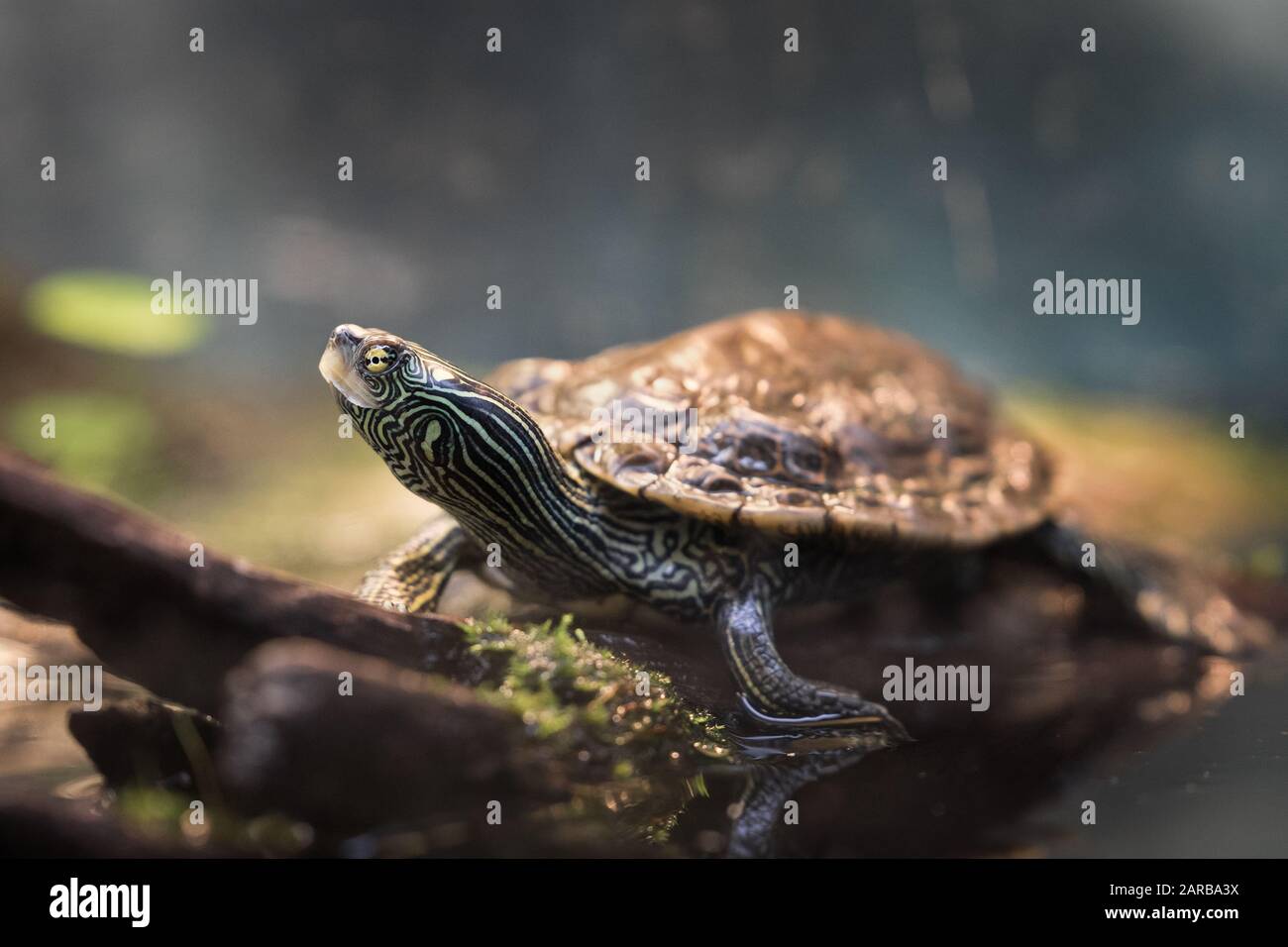 Map of turtle lake hi-res stock photography and images - Alamy