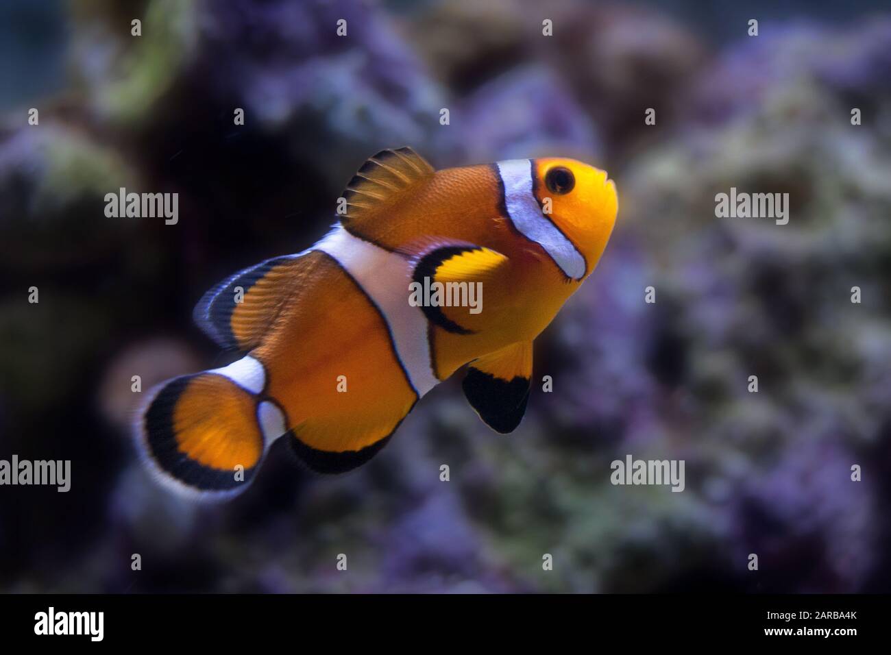 Close up of yellow and white clownfish swimming against purple blurred ...
