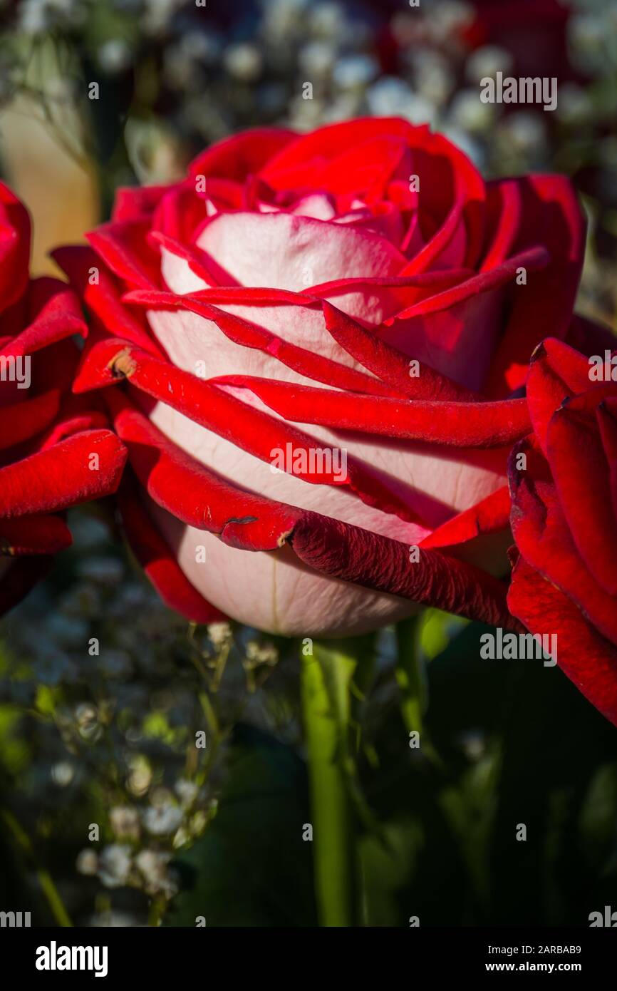 Decorative bright red rose close up, anniversary background Stock Photo ...