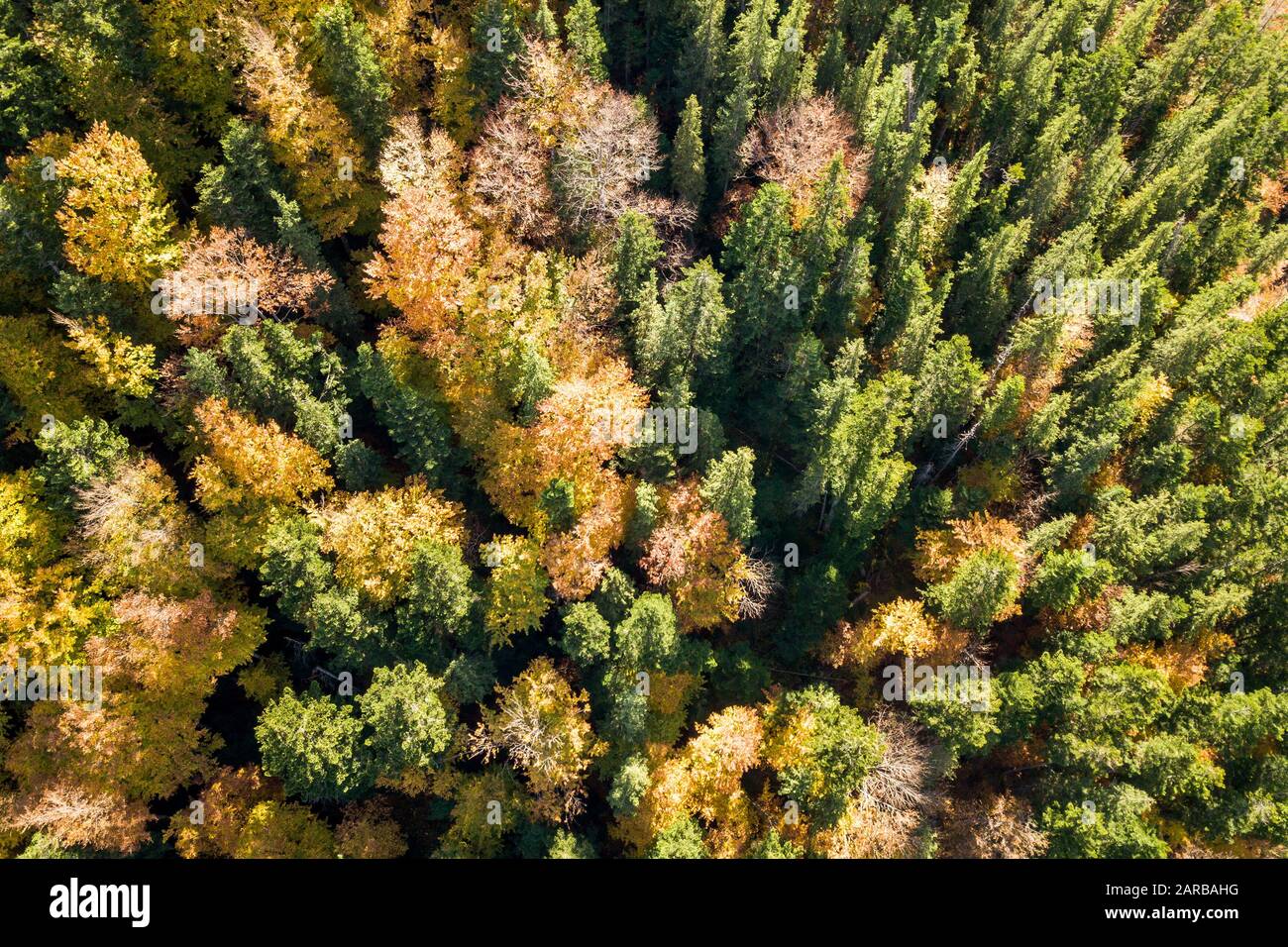 Top down aerial view of green and yellow autumn forest with many fresh trees Stock Photo - Alamy