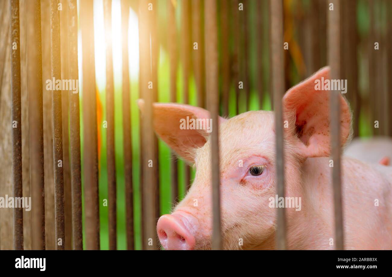 Little pig in farm. Small pink piglet. African swine fever and swine ...