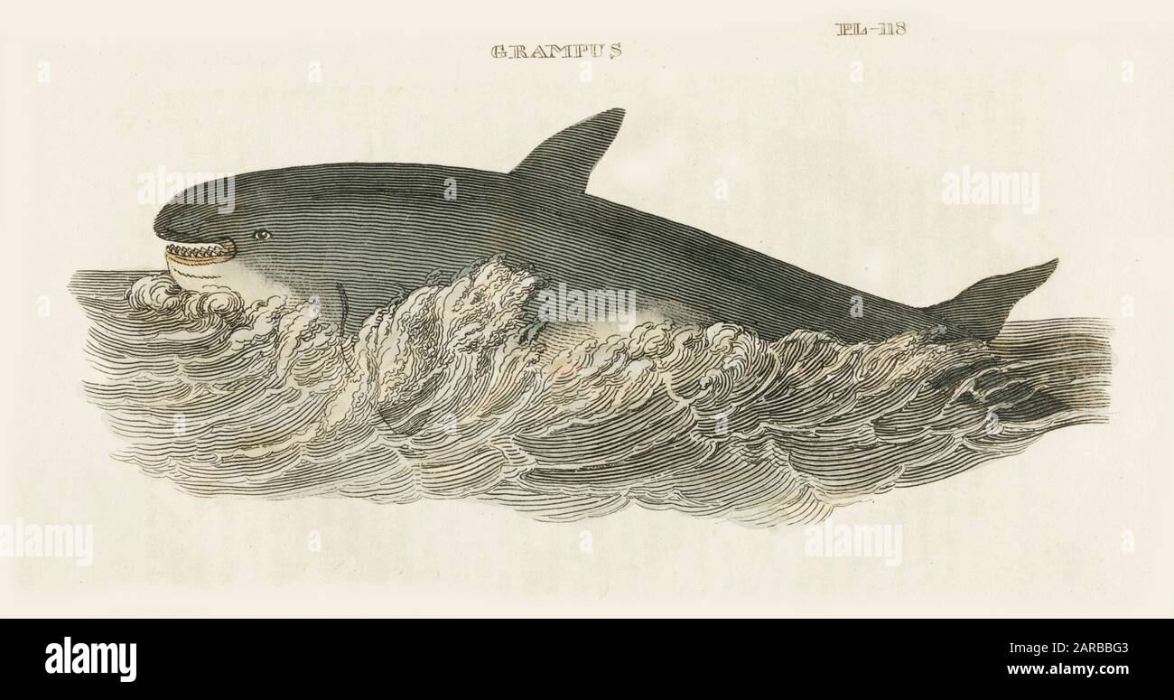 Grampus whale hi-res stock photography and images - Alamy