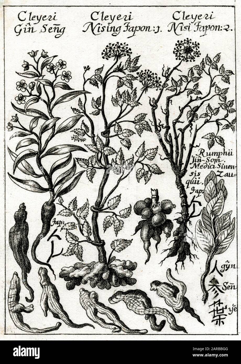 Panax Ginseng or Japanese ginseng Stock Photo - Alamy